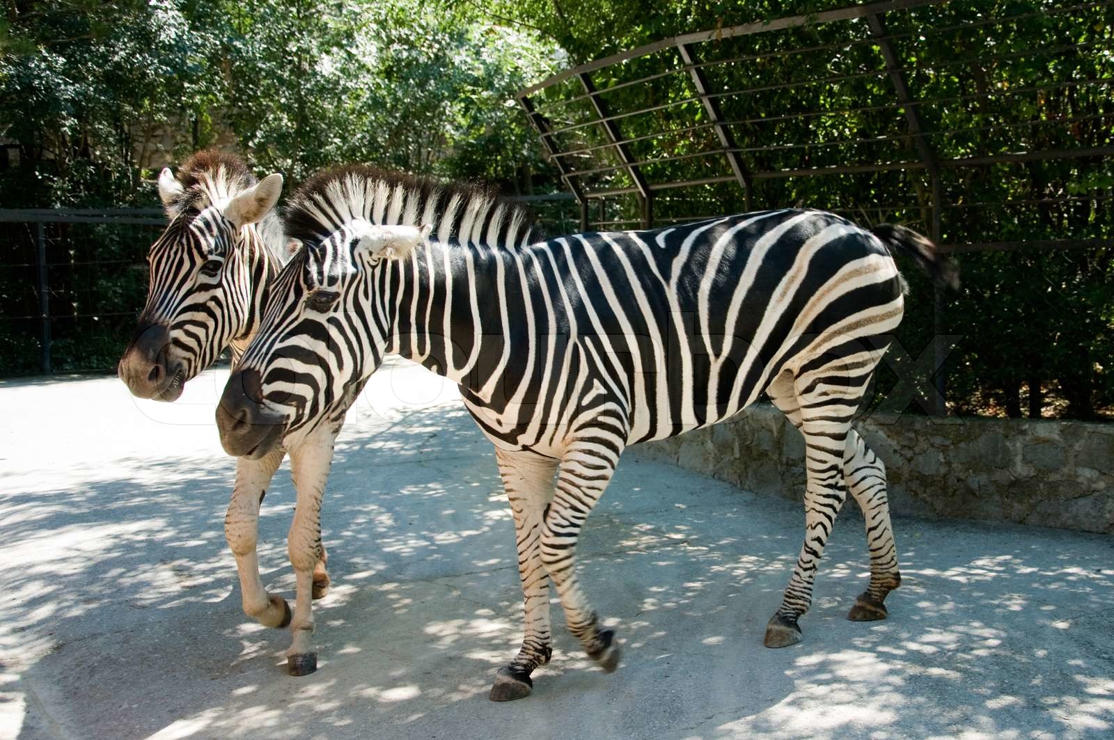 Two cute zebras in the zoo | Stock image | Colourbox