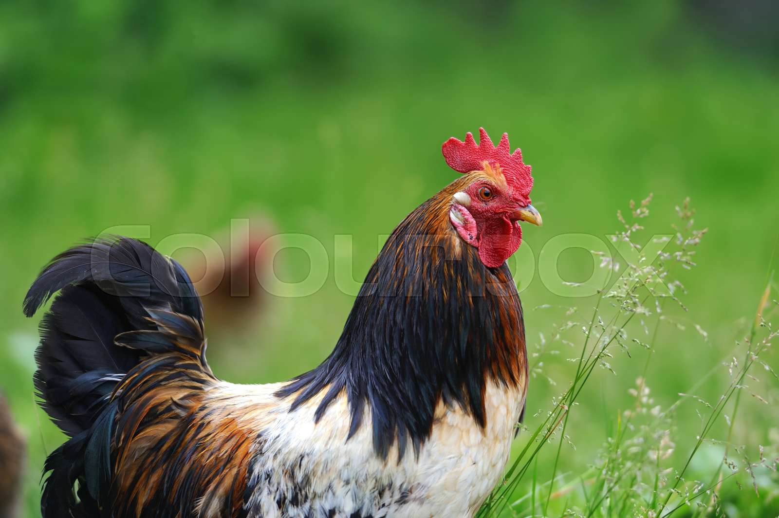 Rooster in farm | Stock image | Colourbox