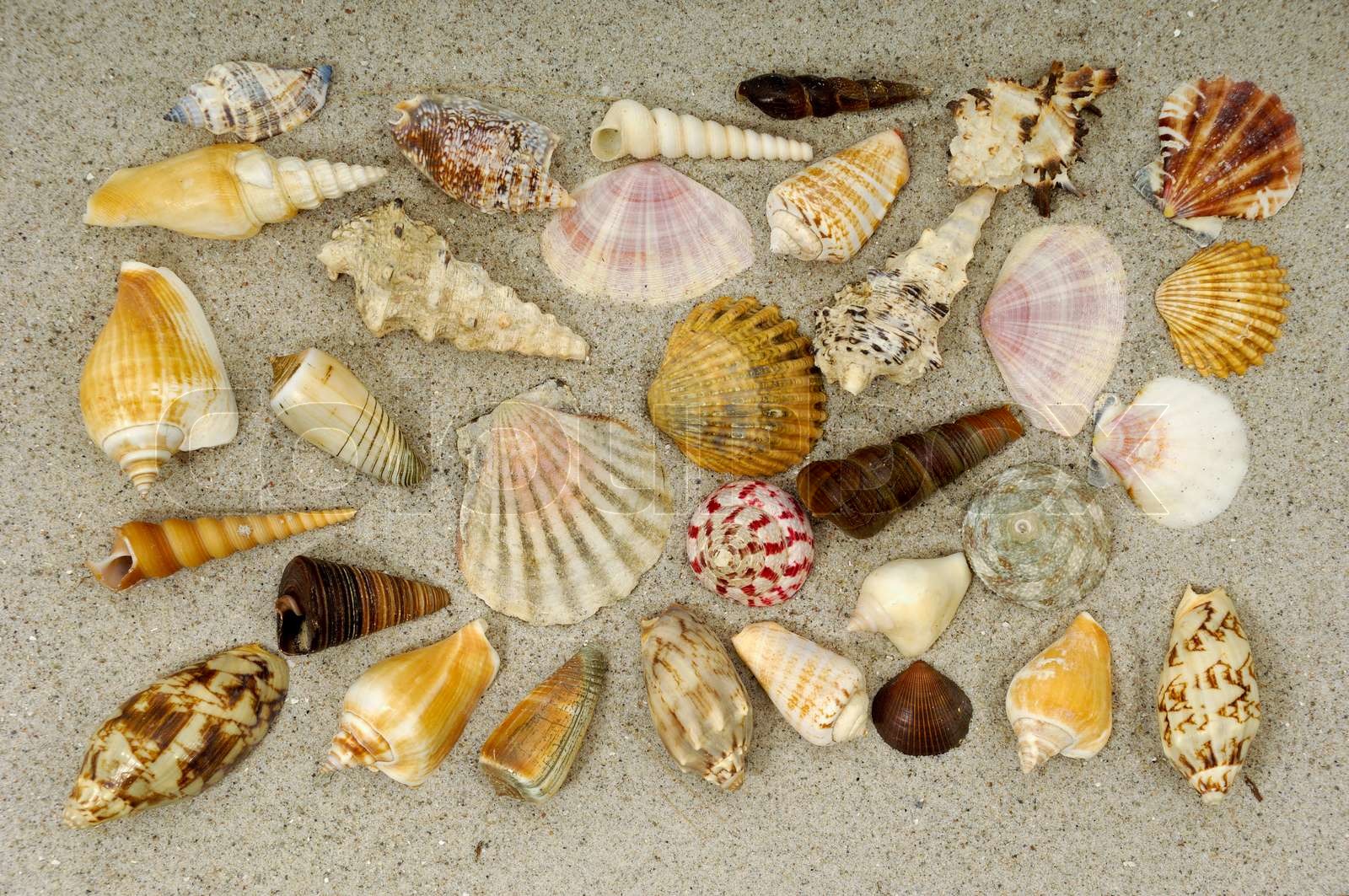 Collection with many different shells in the sand | Stock image | Colourbox
