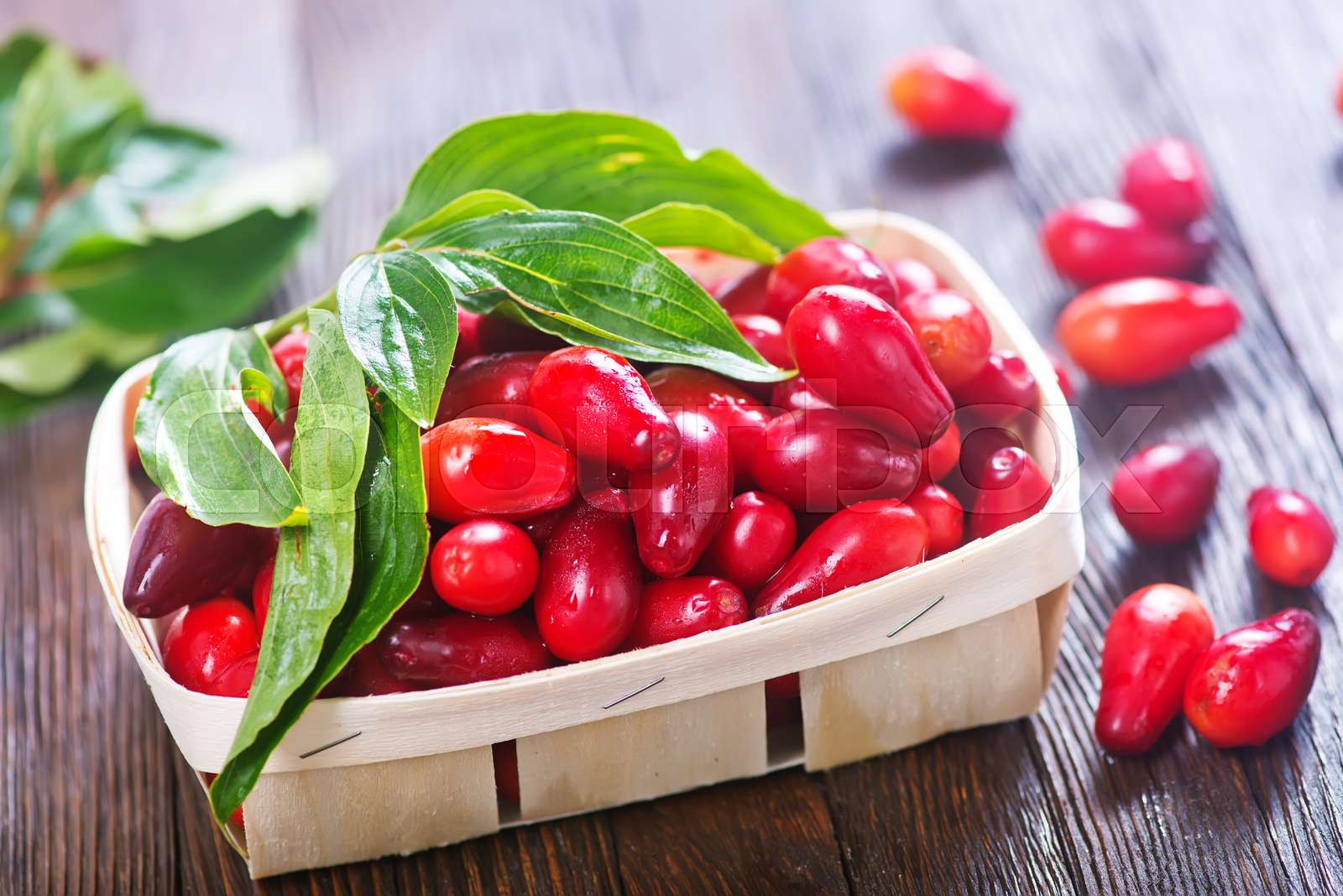 fresh cornel | Stock image | Colourbox