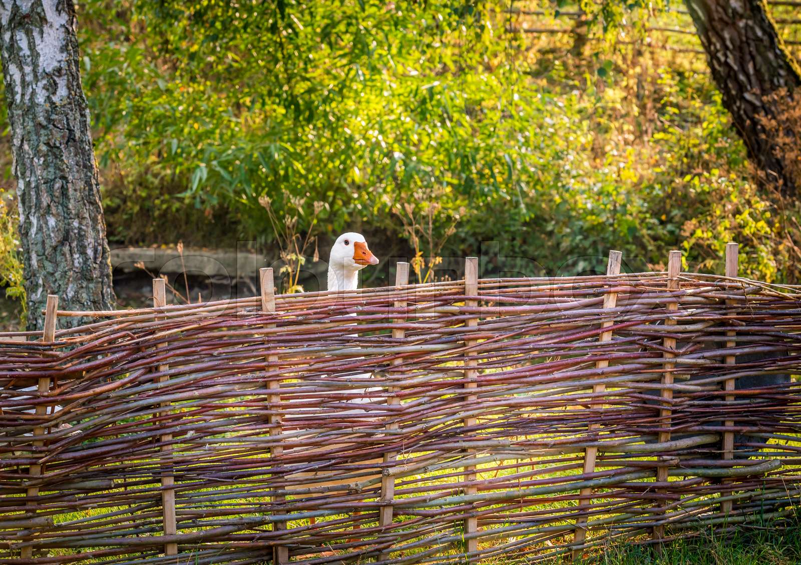 White goose behind farm fence | Stock image | Colourbox