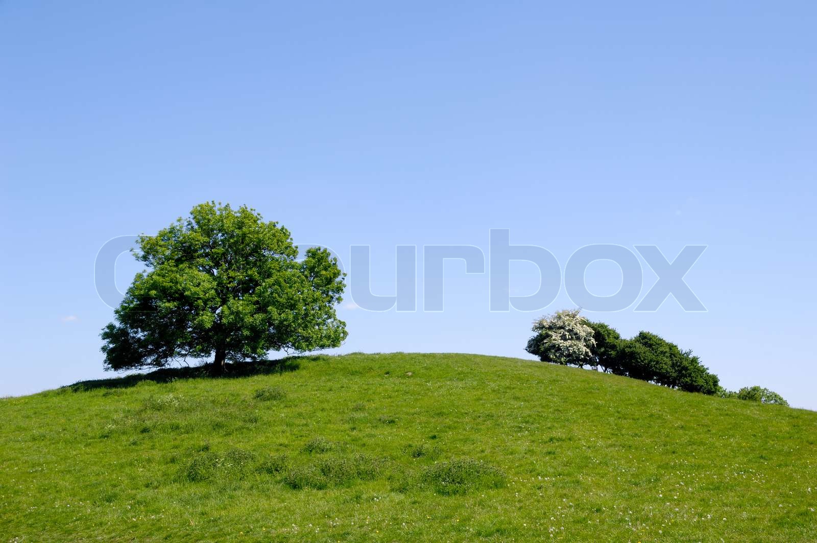 A tree on top of a hill with blue sky. | Stock image | Colourbox