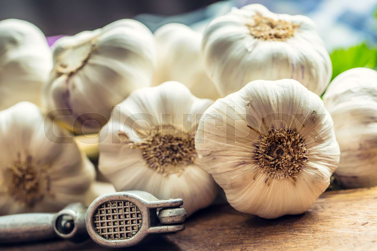 Garlic. Bunch of fresh garlic with celery herbs | Stock image | Colourbox