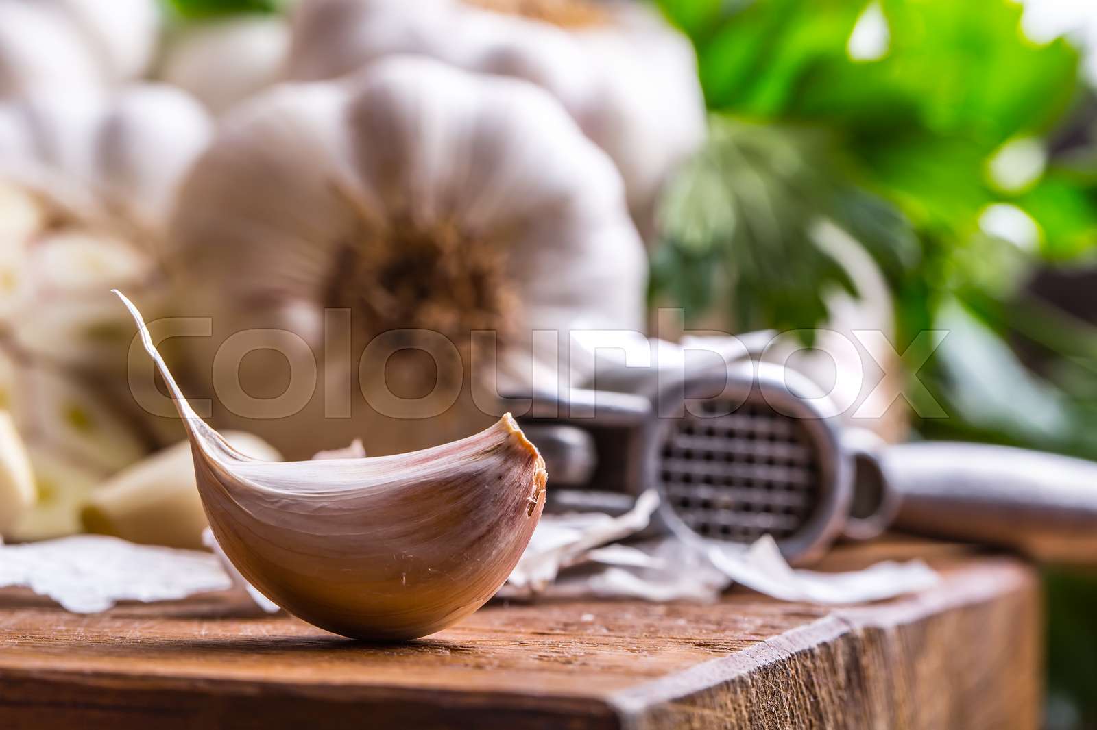 Garlic. Bunch of fresh garlic with celery herbs | Stock image | Colourbox