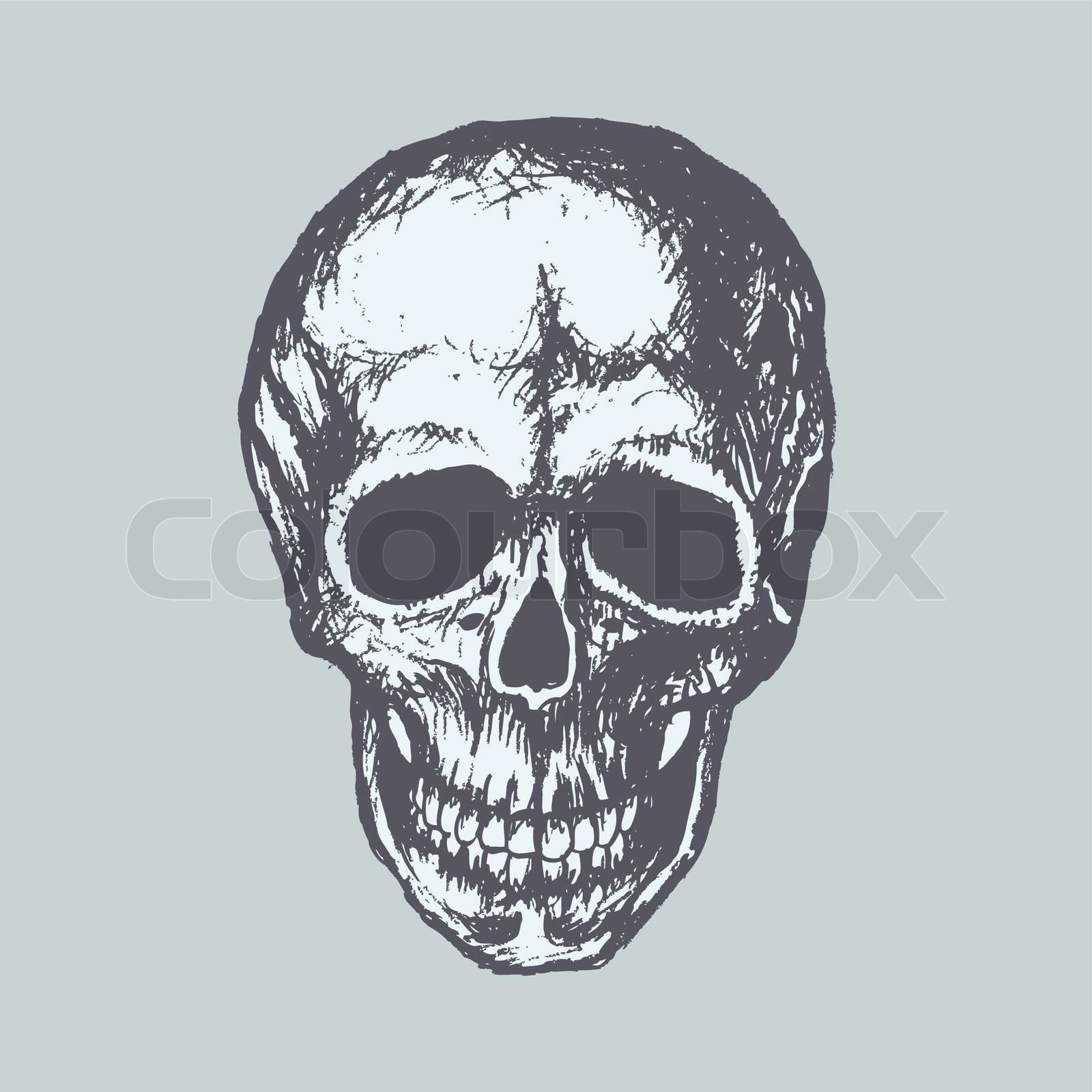 Sketch of Human Skull. Vector. Computer Graphics. | Stock vector ...