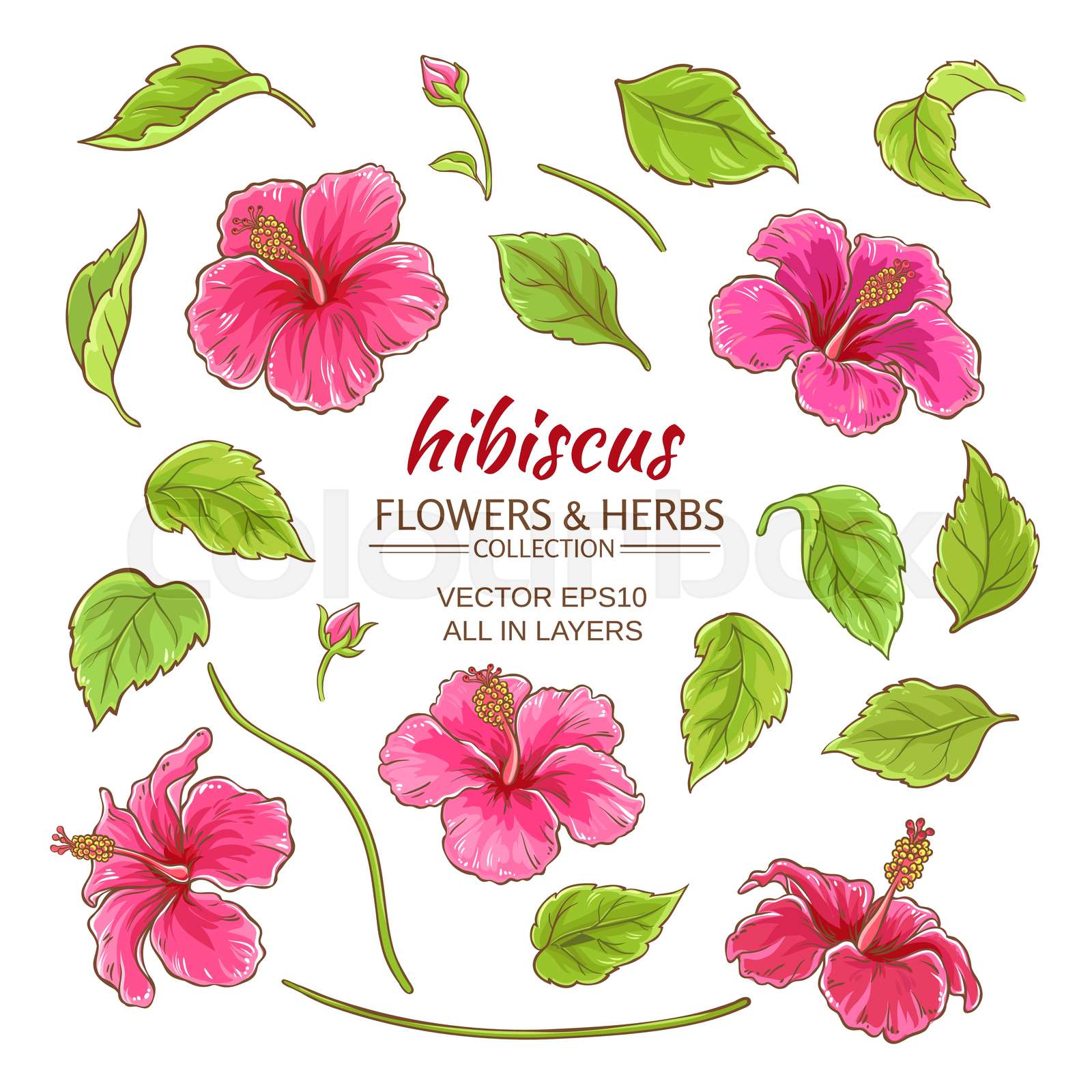 hibiscus vector set | Stock vector | Colourbox