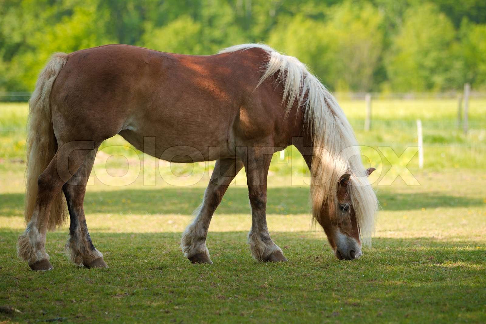 Schönes Pferd auf einer Wiese | Stock Bild | Colourbox