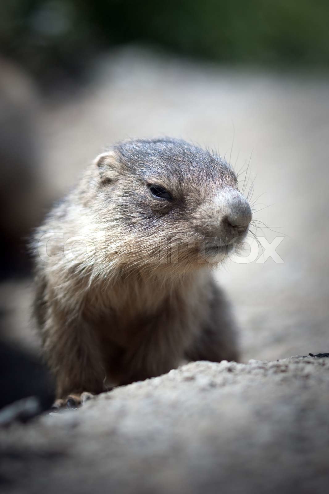 A cute baby marmot close-up in the french alps | Stock image | Colourbox