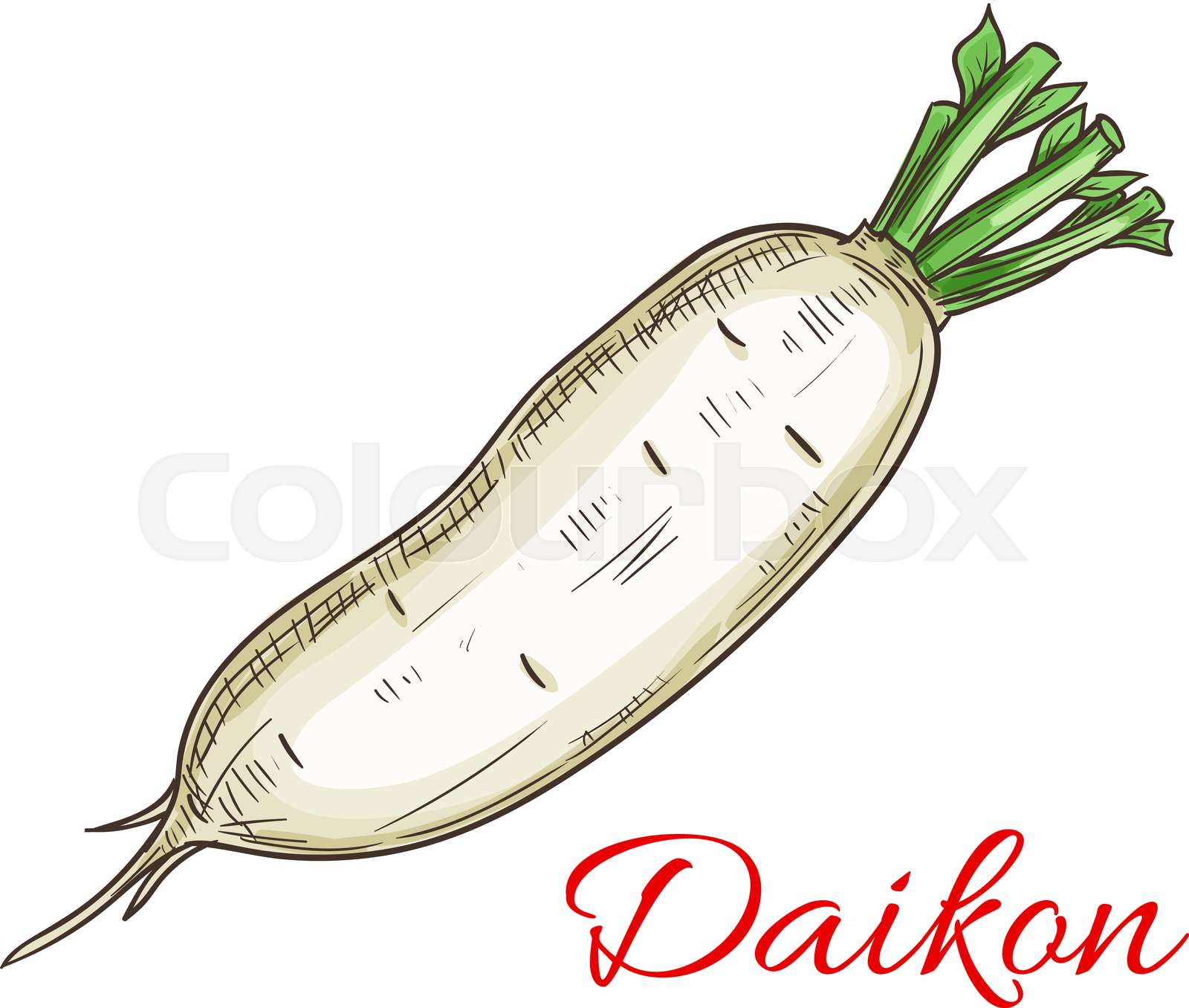 Daikon vegetable sketch icon | Stock vector | Colourbox