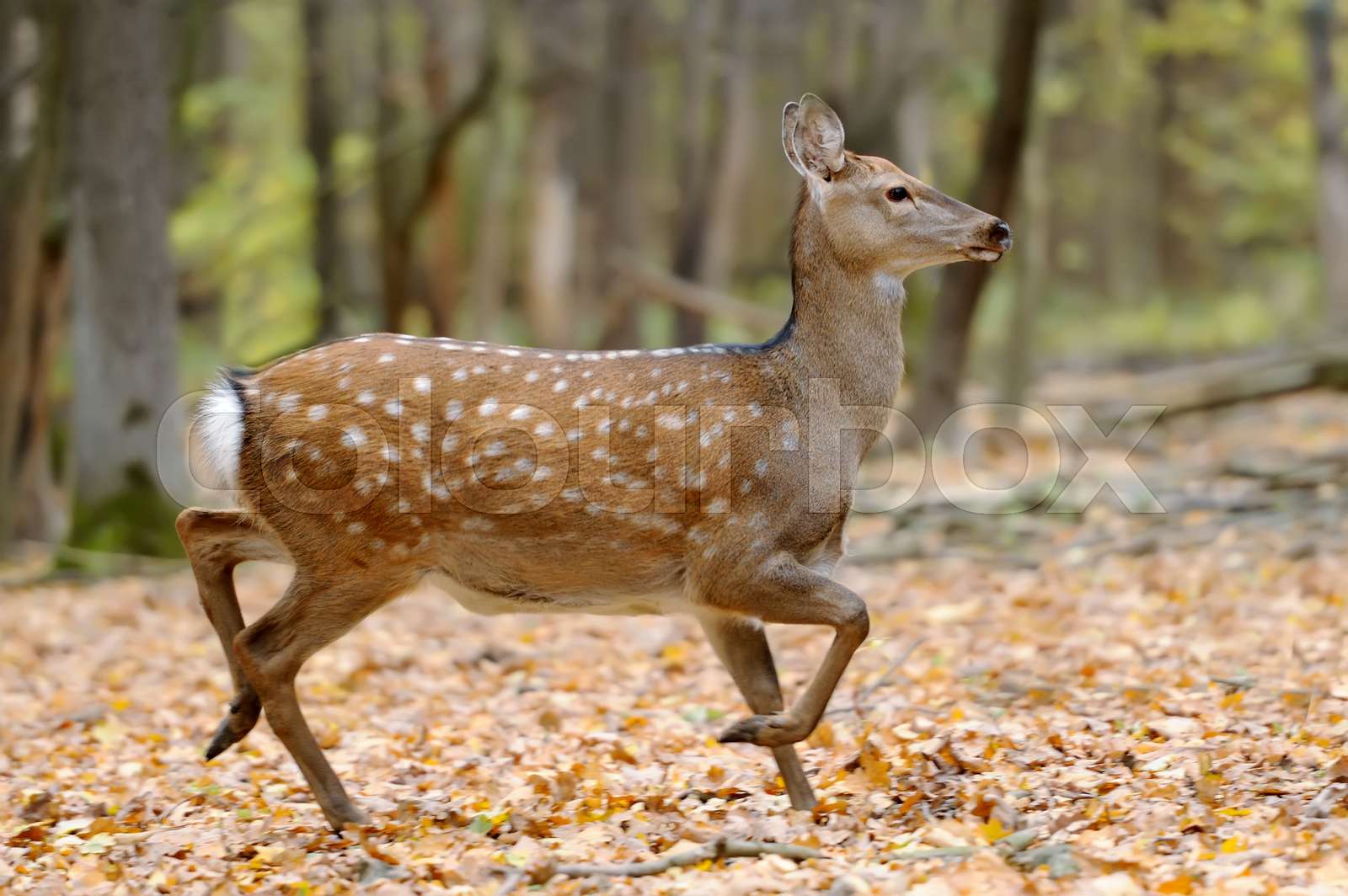 Deer in forest | Stock image | Colourbox
