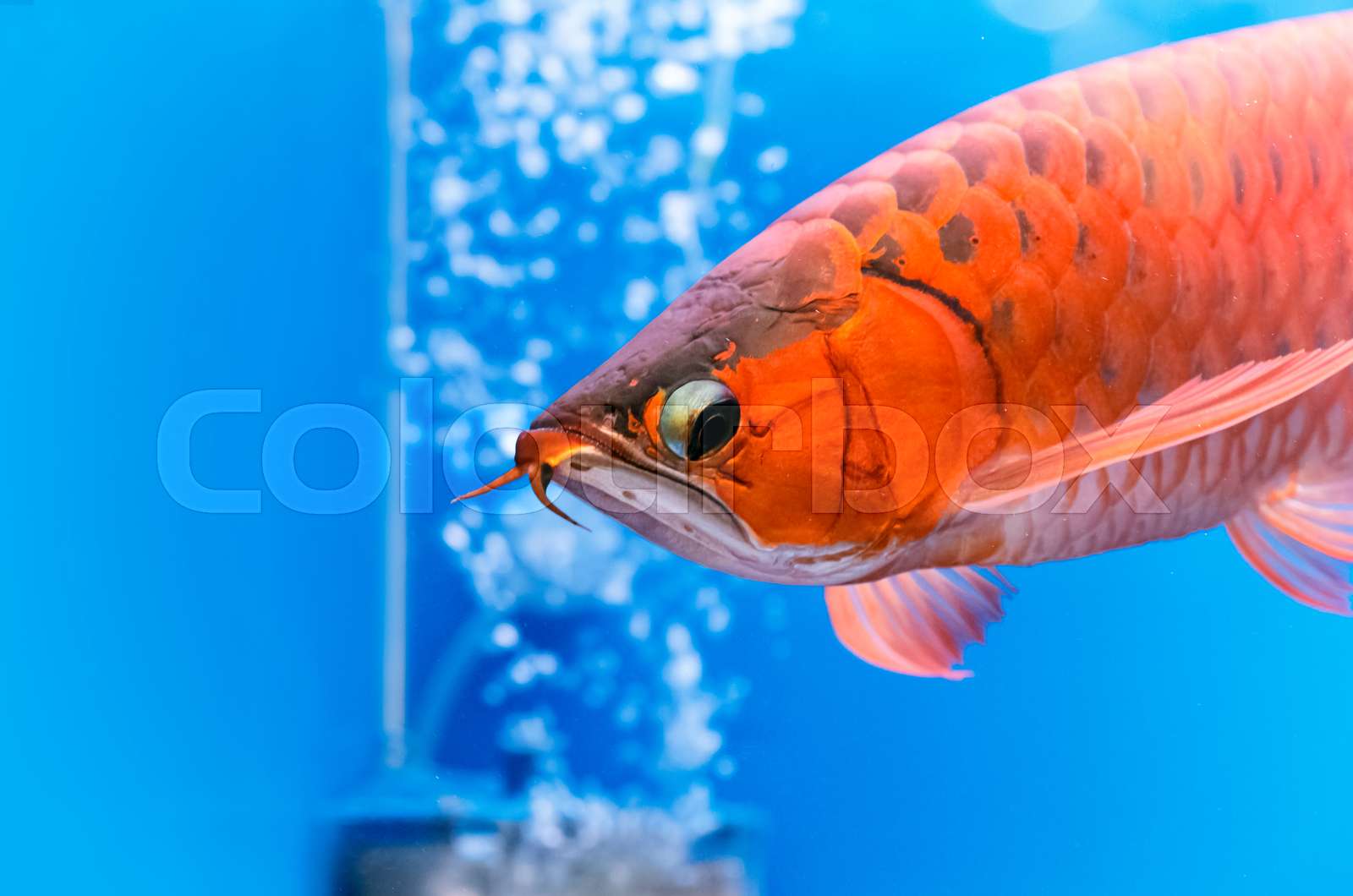 Asian arowana red fish,dragon fish | Stock image | Colourbox