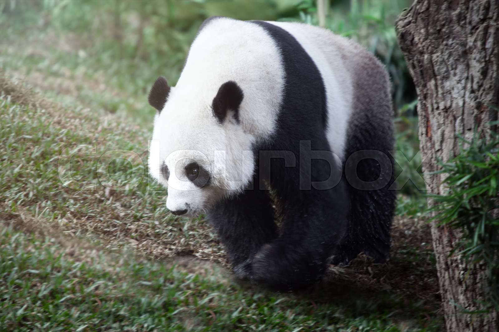 panda | Stock image | Colourbox