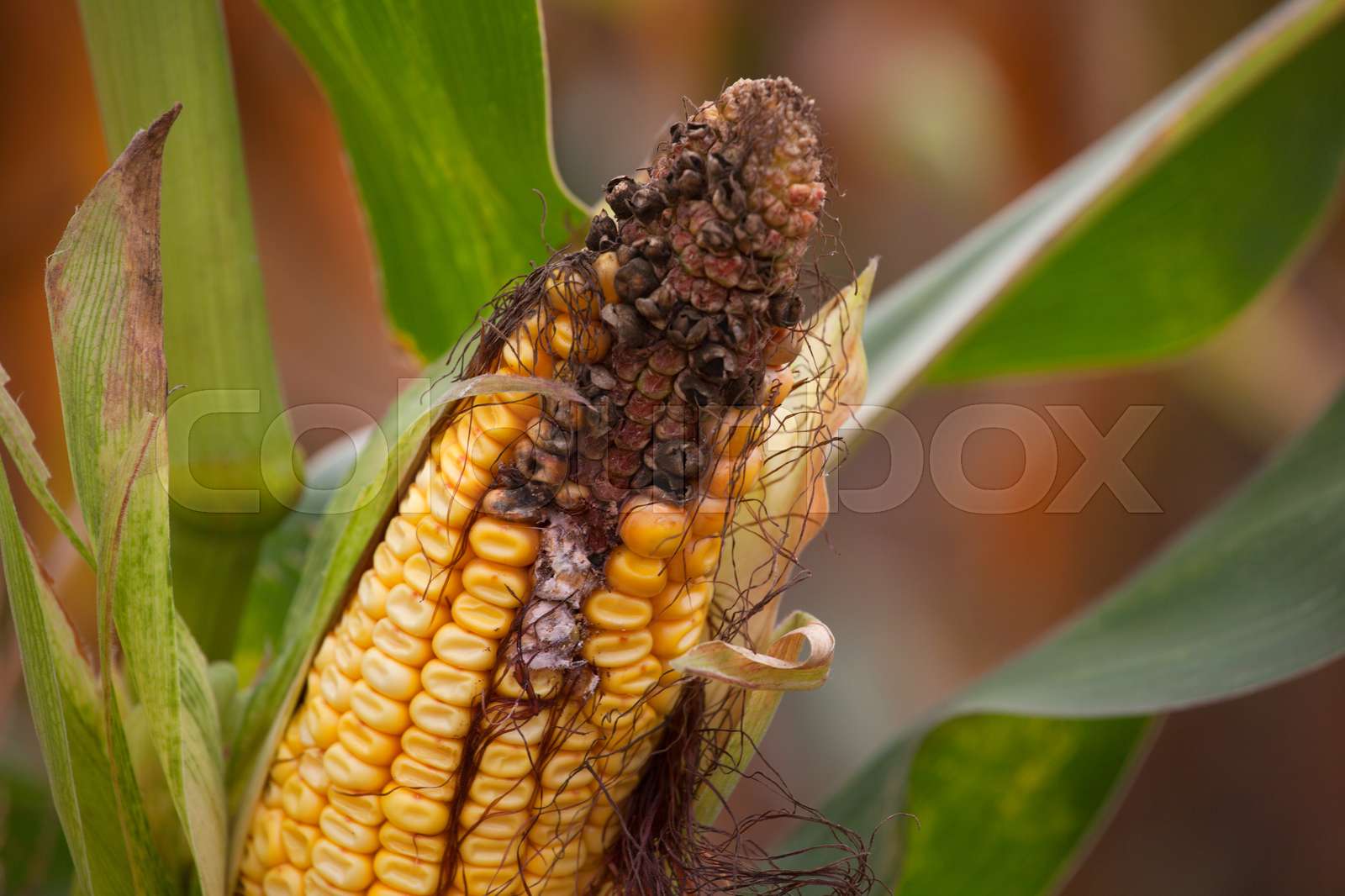 Immature, diseased and moldy corn cob on the field, close-up. Collect ...