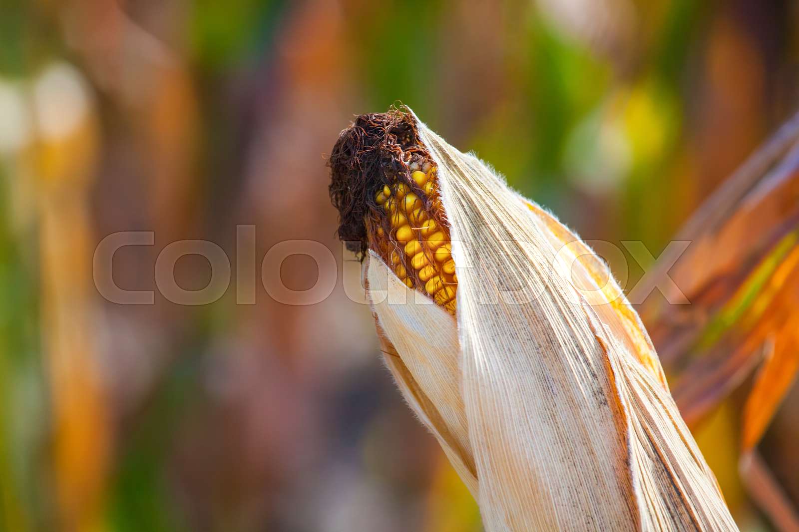 mature, a dried ear of yellow sweet corn on the field. Collect corn ...