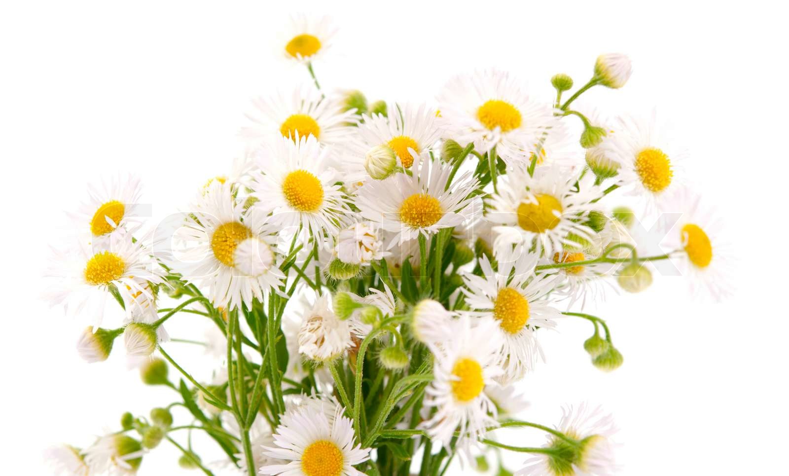 Strauß Margeriten Feld auf einem weißen Hintergrund | Stock Bild ...