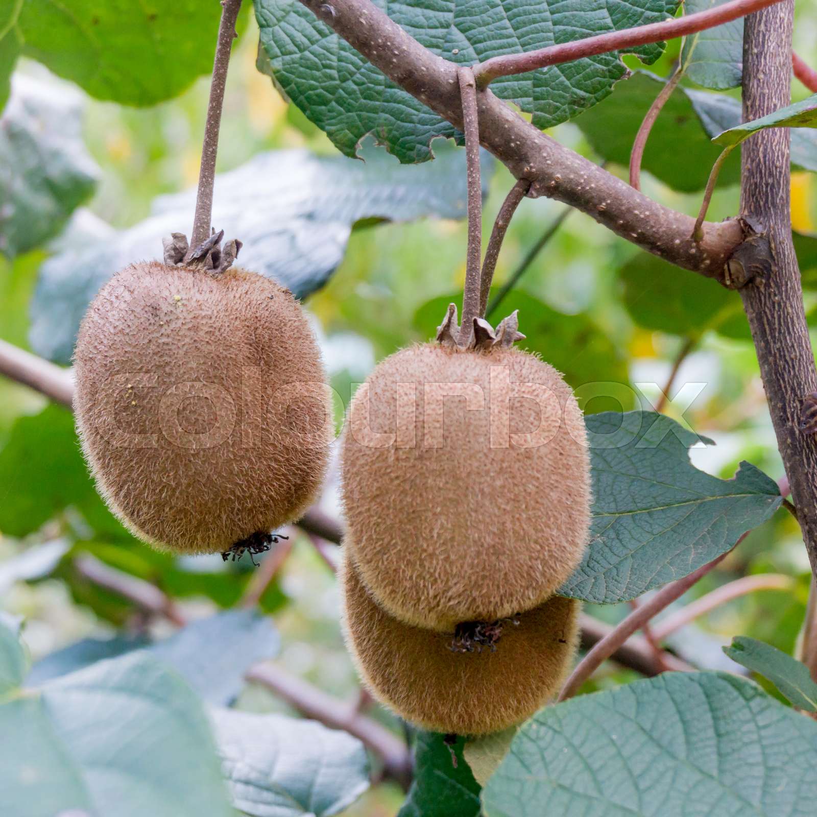 kiwi fruit on the branch. Kiwi on a tree | Stock image | Colourbox