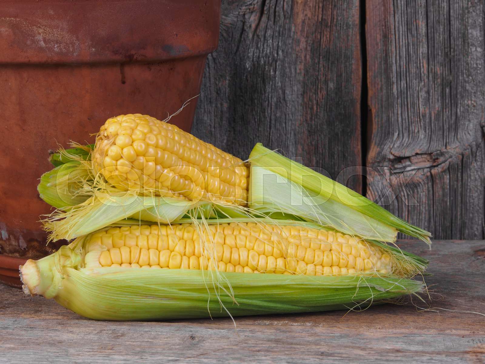 Fresh corn cobs | Stock image | Colourbox