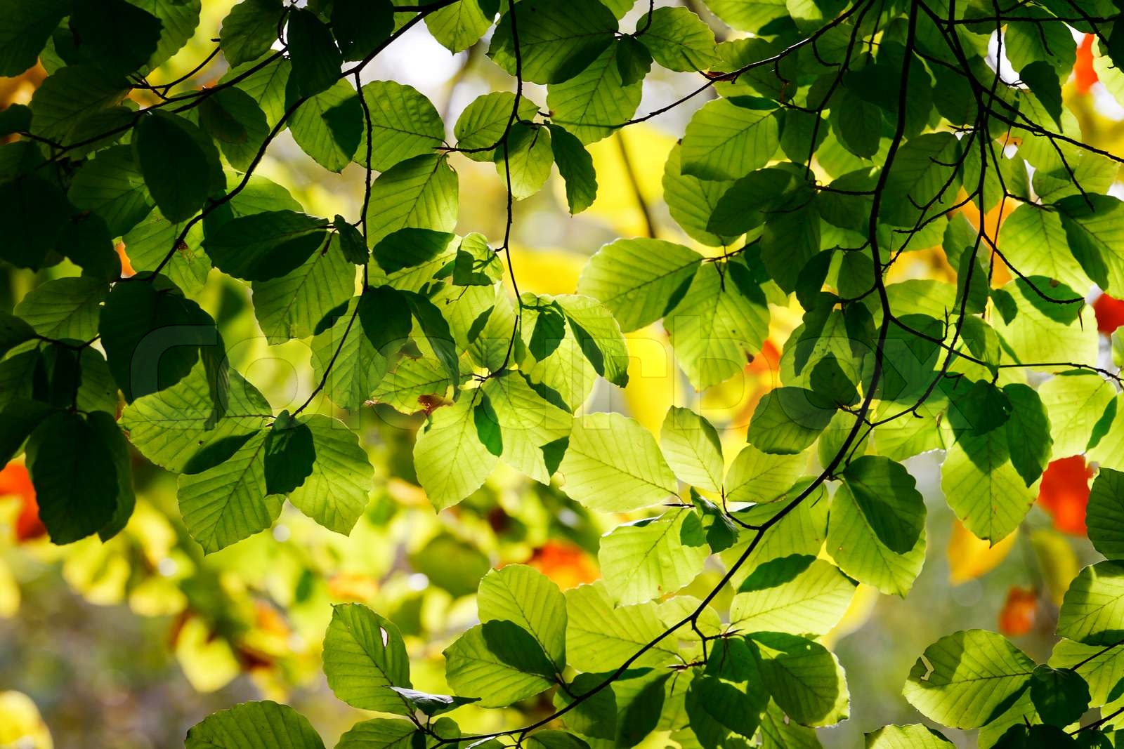 Bright green leaves on the branches in the autumn forest. | Stock image ...