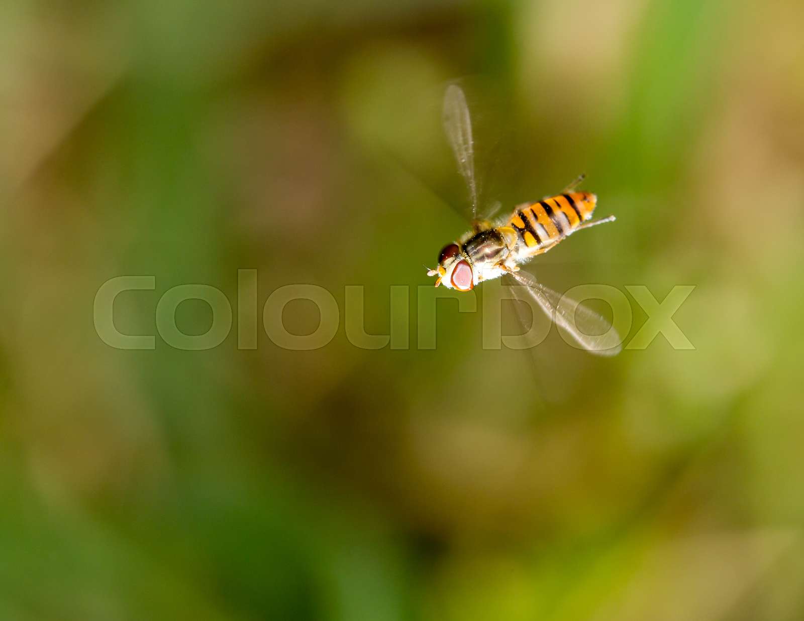 fly in flight in nature. macro | Stock image | Colourbox