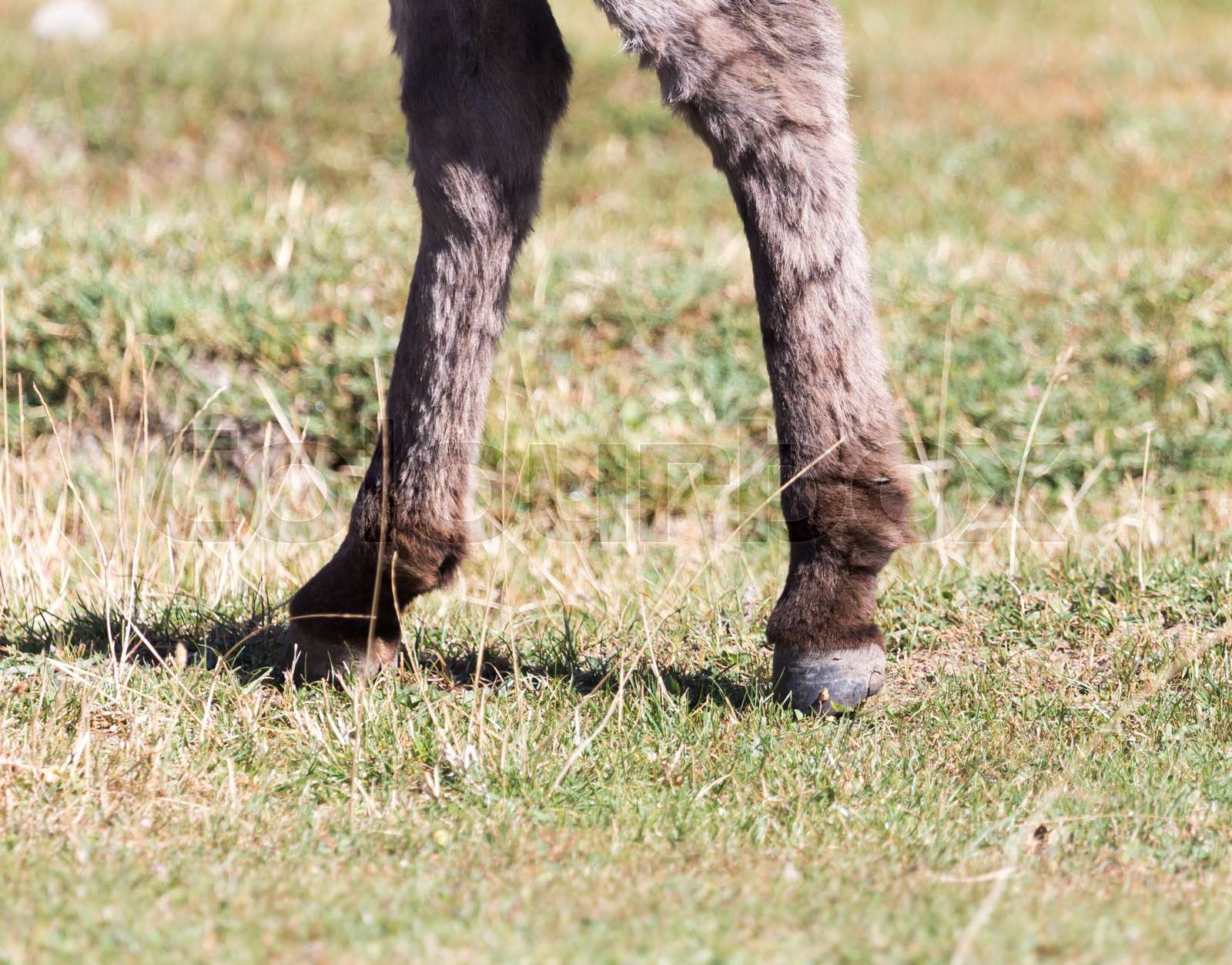 hooves of a donkey in nature | Stock image | Colourbox