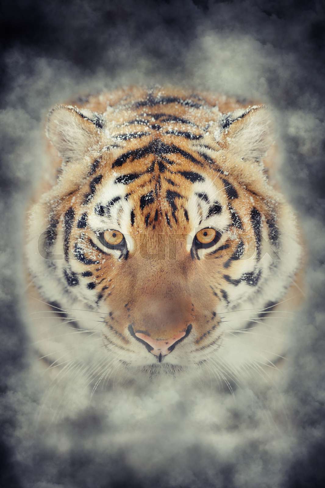 Tiger in smoke | Stock image | Colourbox