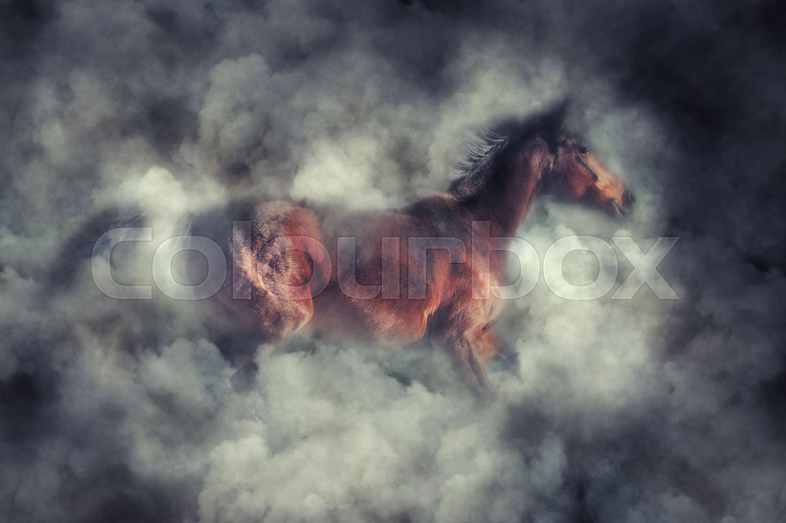 Horse in smoke | Stock image | Colourbox