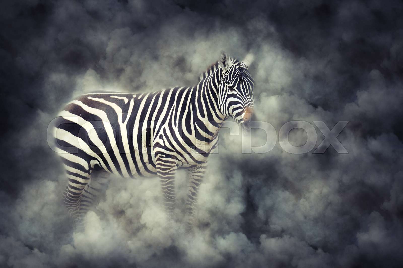 Zebra in smoke | Stock image | Colourbox