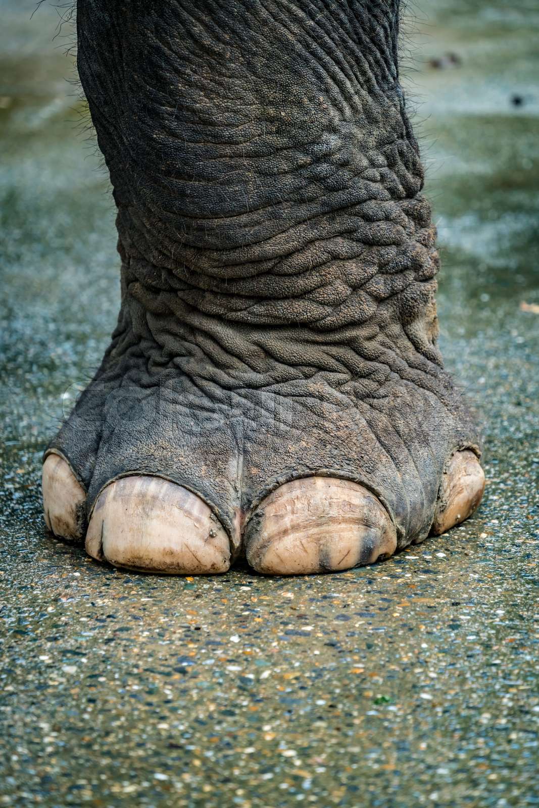 Elephant foot | Stock image | Colourbox