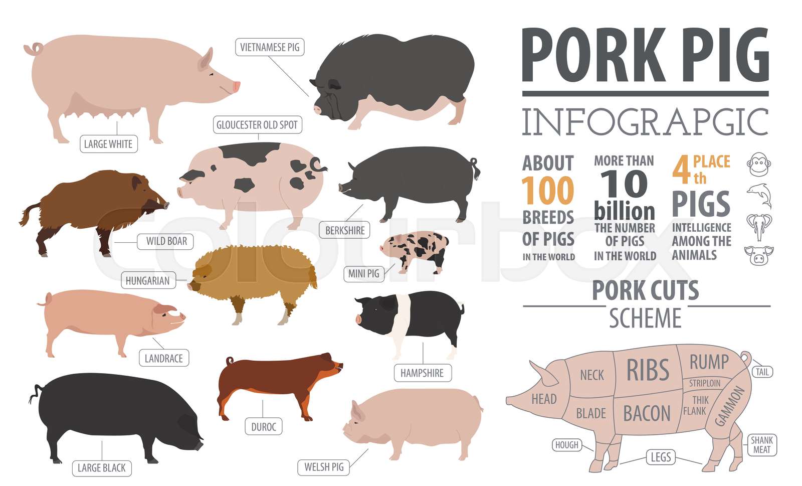 Pigs, hogs breed infographic template. Flat design | Stock vector ...