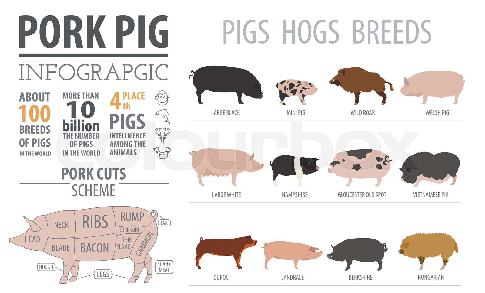 Pigs, hogs breed infographic template. Flat design | Stock vector ...