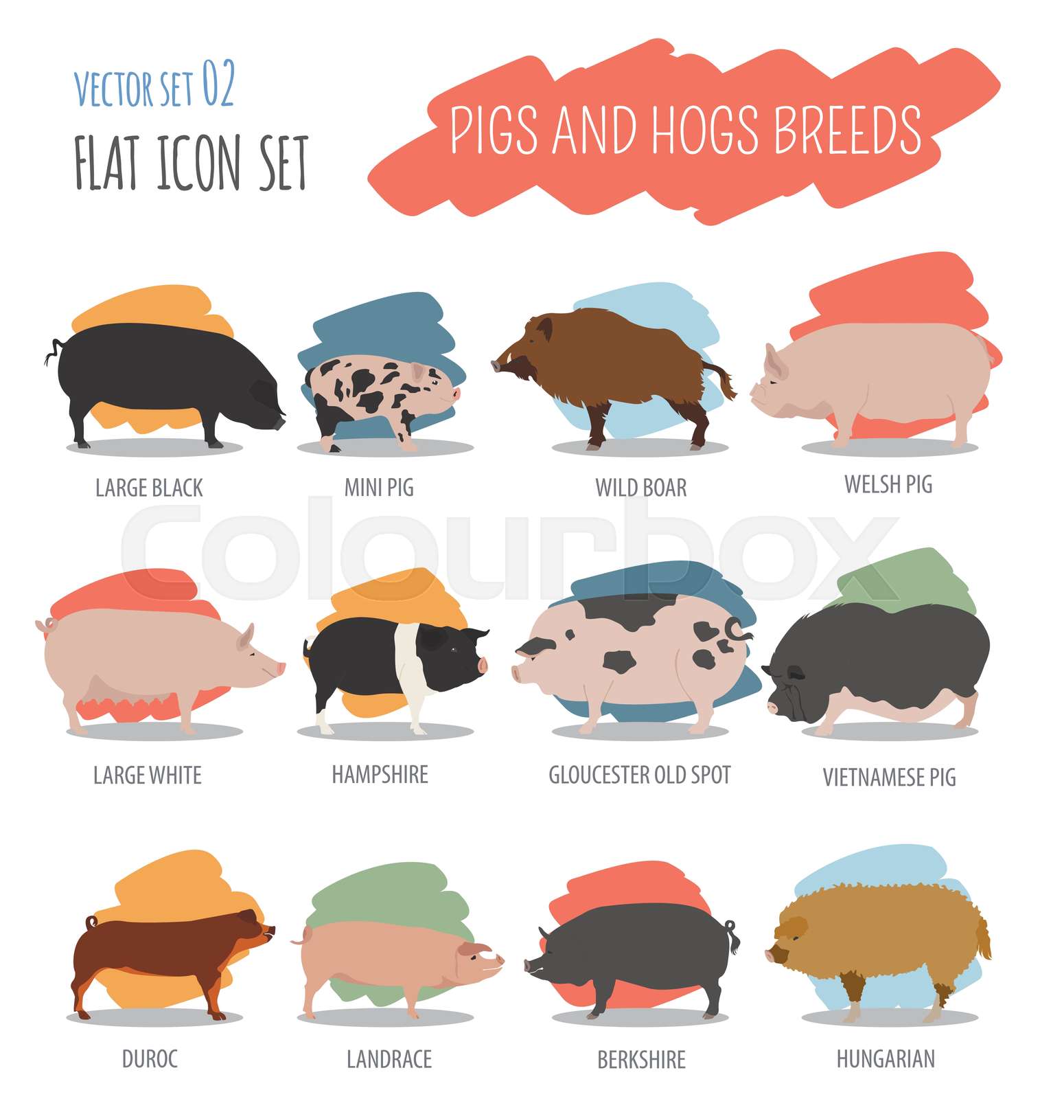 Pigs, hogs breed icon set. Flat design | Stock vector | Colourbox