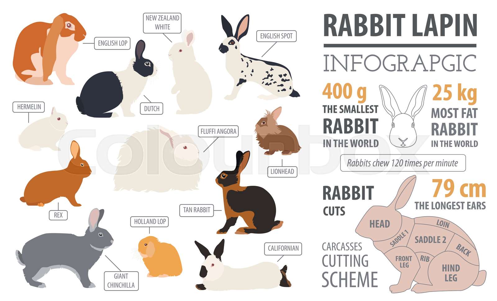Rabbit, lapin breed infographic template. Flat design | Stock vector ...