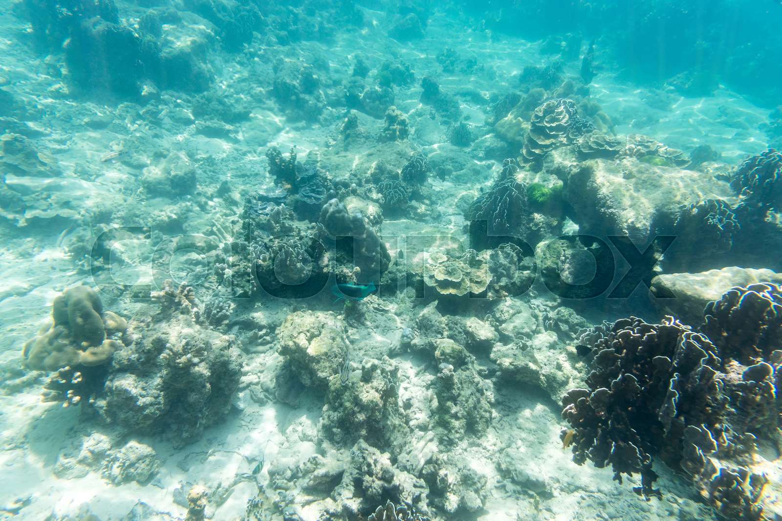 environment of underwater sea | Stock image | Colourbox
