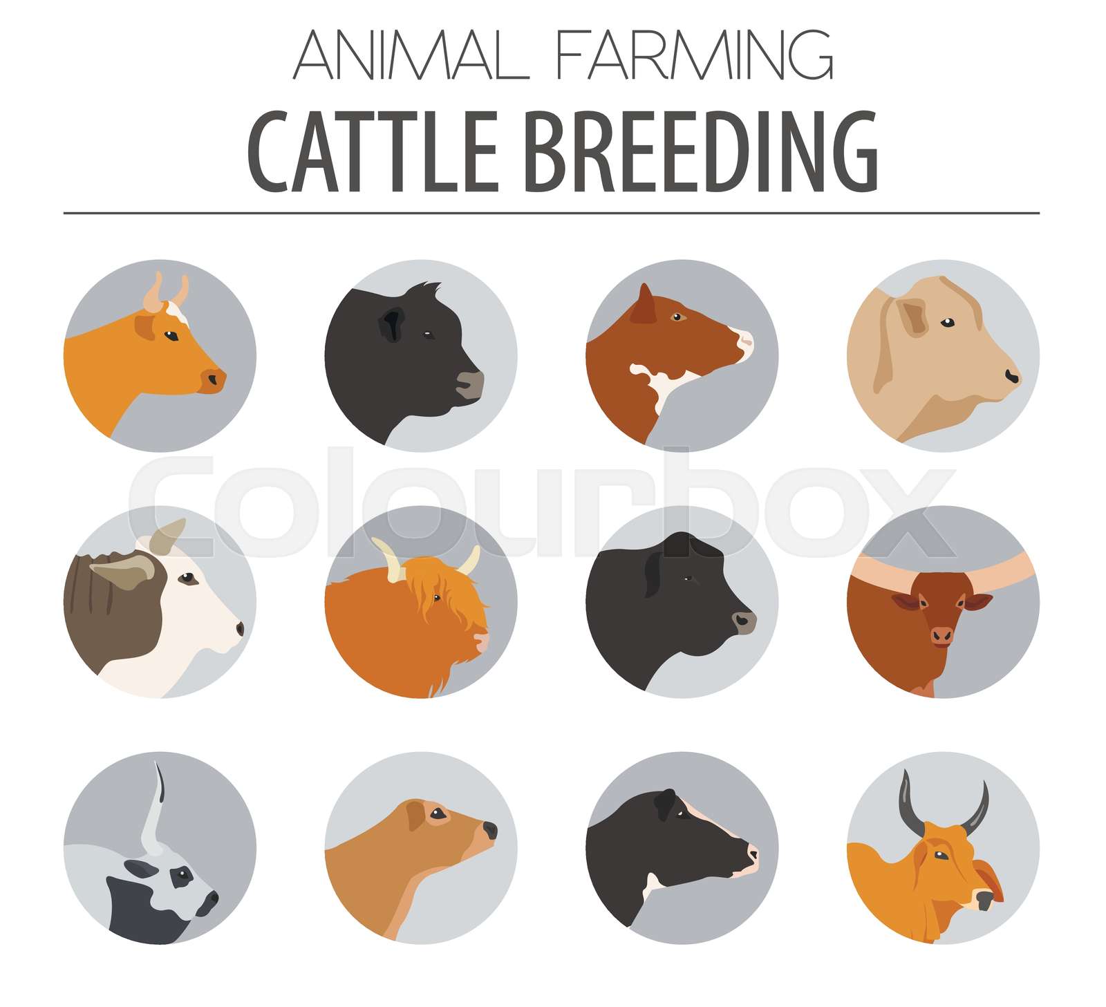 Cattle breeding. Cow, bulls breed icon set. Flat design | Stock vector ...