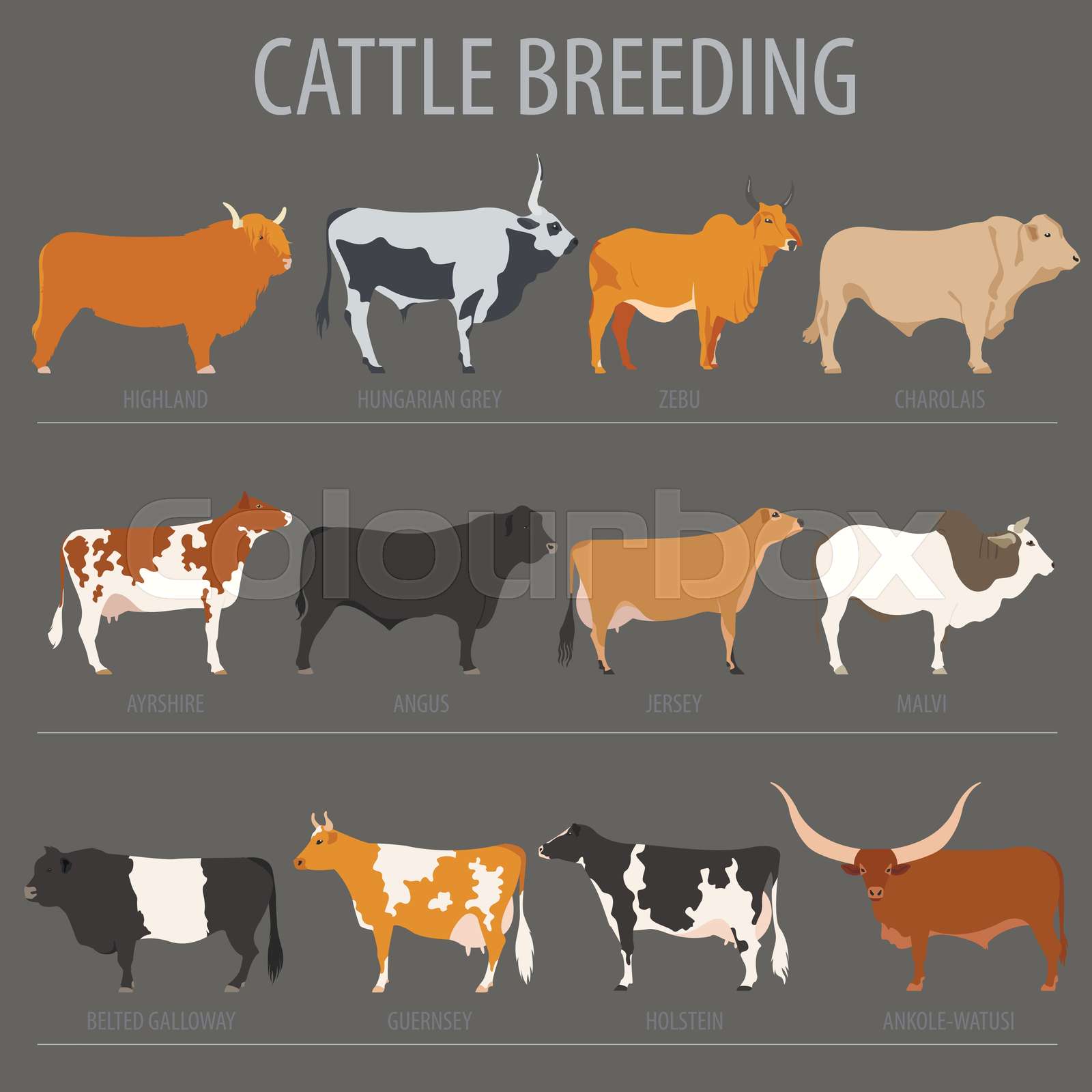 Cattle breeding. Cow, bulls breed icon set. Flat design | Stock vector ...