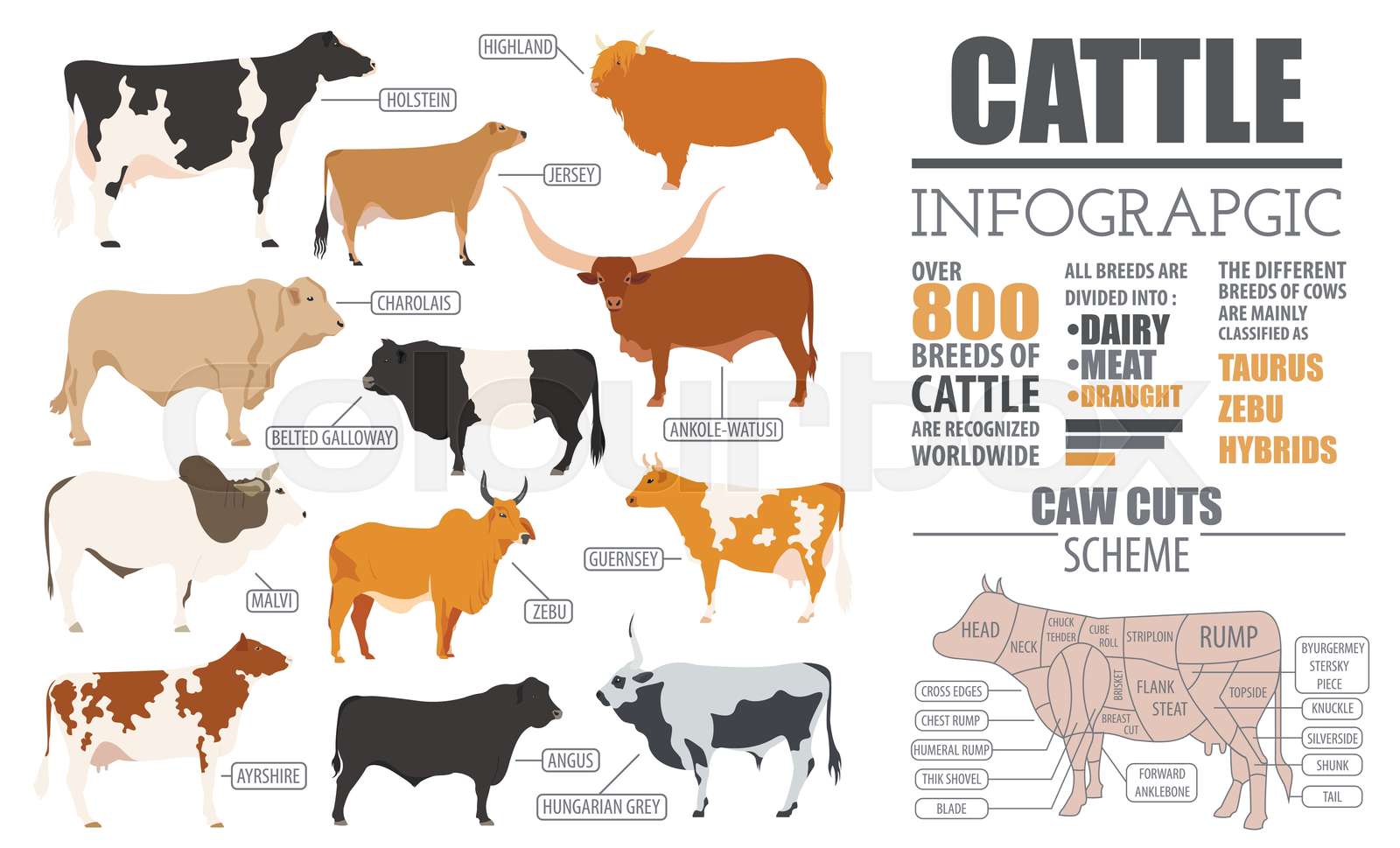 Cattle breeding infographic template. Flat design | Stock vector ...