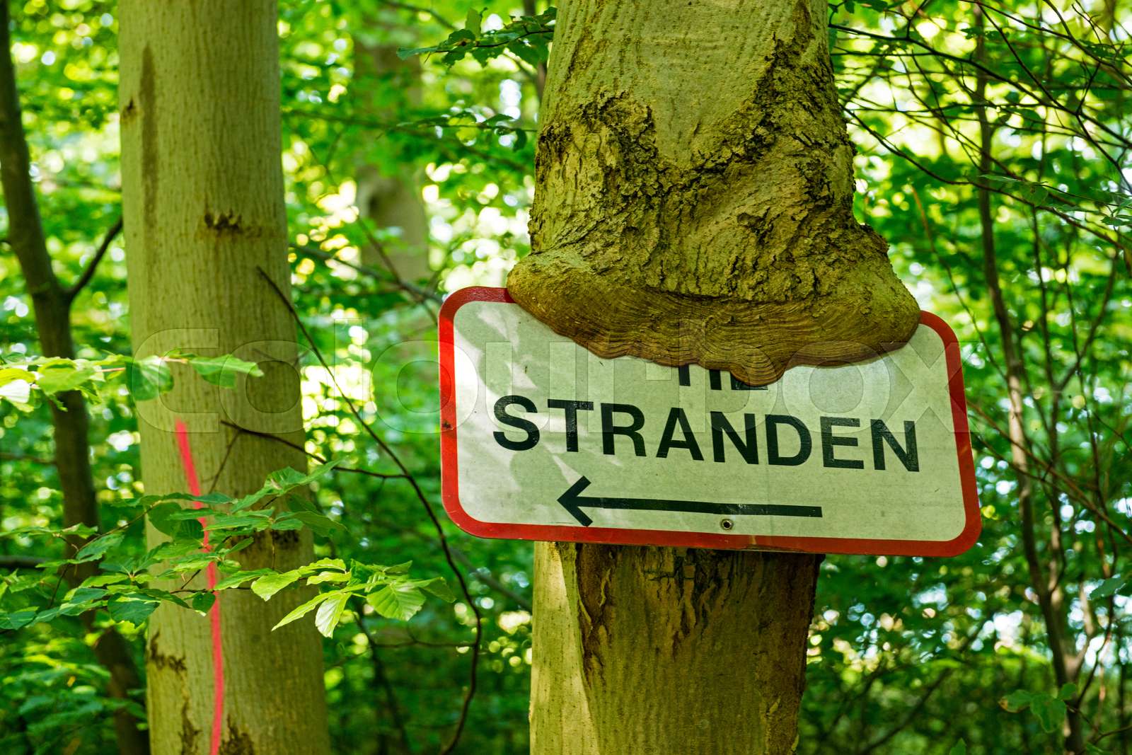 Til stranden, gammelt skilt på et træ | Stock foto | Colourbox