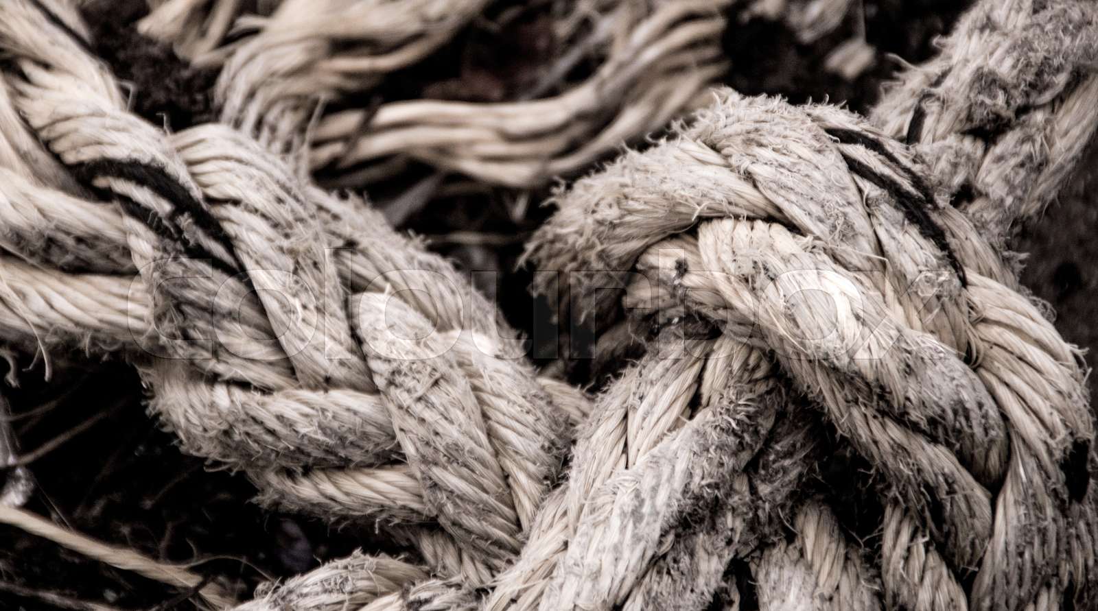 Reb. closeup | Stock foto | Colourbox