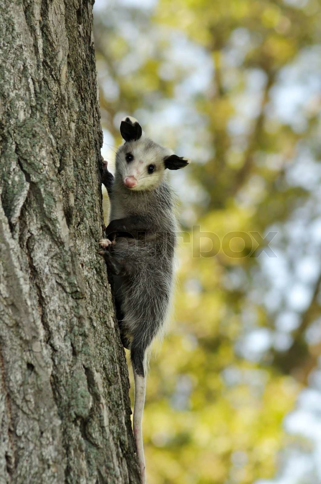 a young opossum climbing on a tree | Stock image | Colourbox