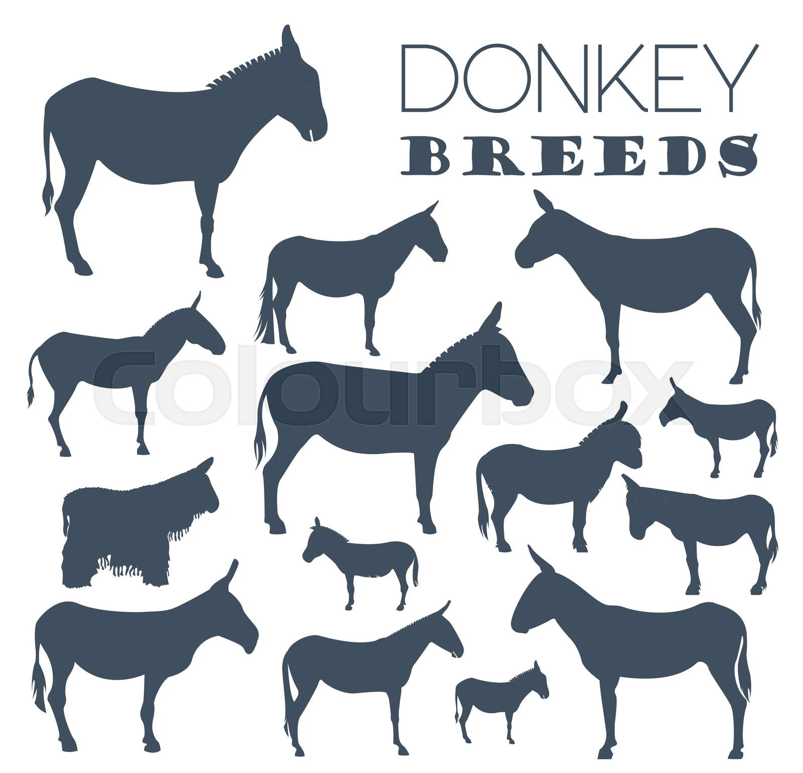 Donkey breeds icon set. Animal farming. Flat design | Stock vector ...