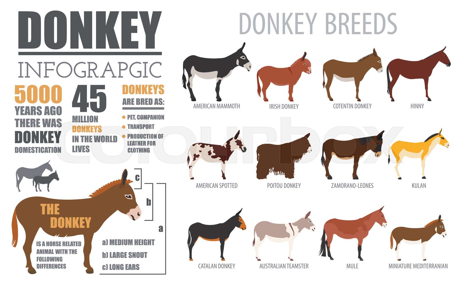 Donkey breeds infographic template. Animal farming. Flat design | Stock ...
