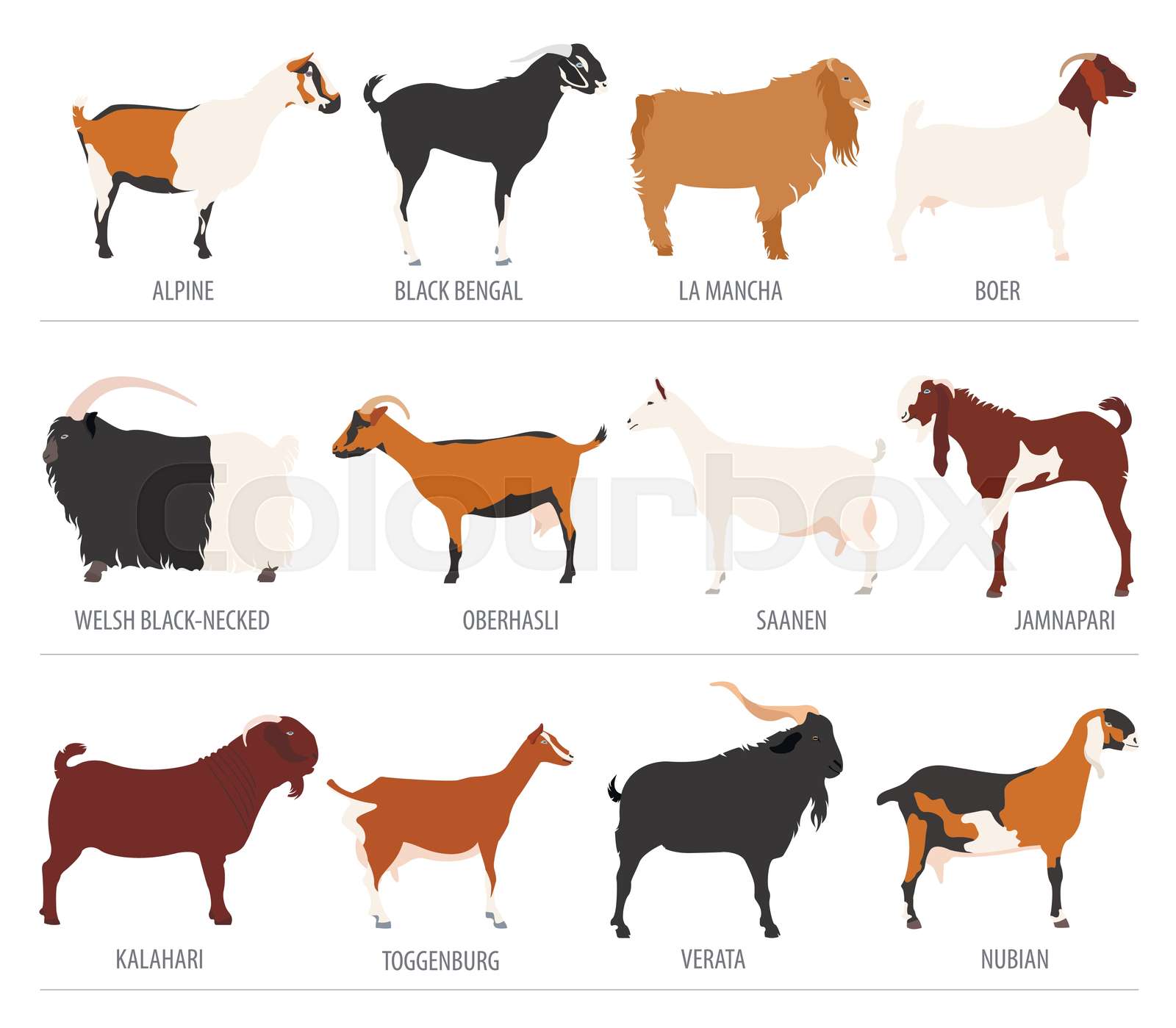 Types Of Goat