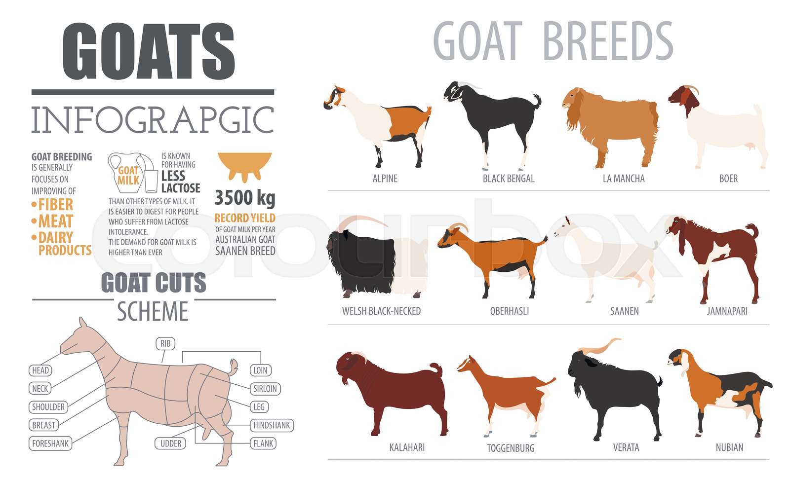 Goat Breeds Facts, Types, And Pictures, 49% OFF