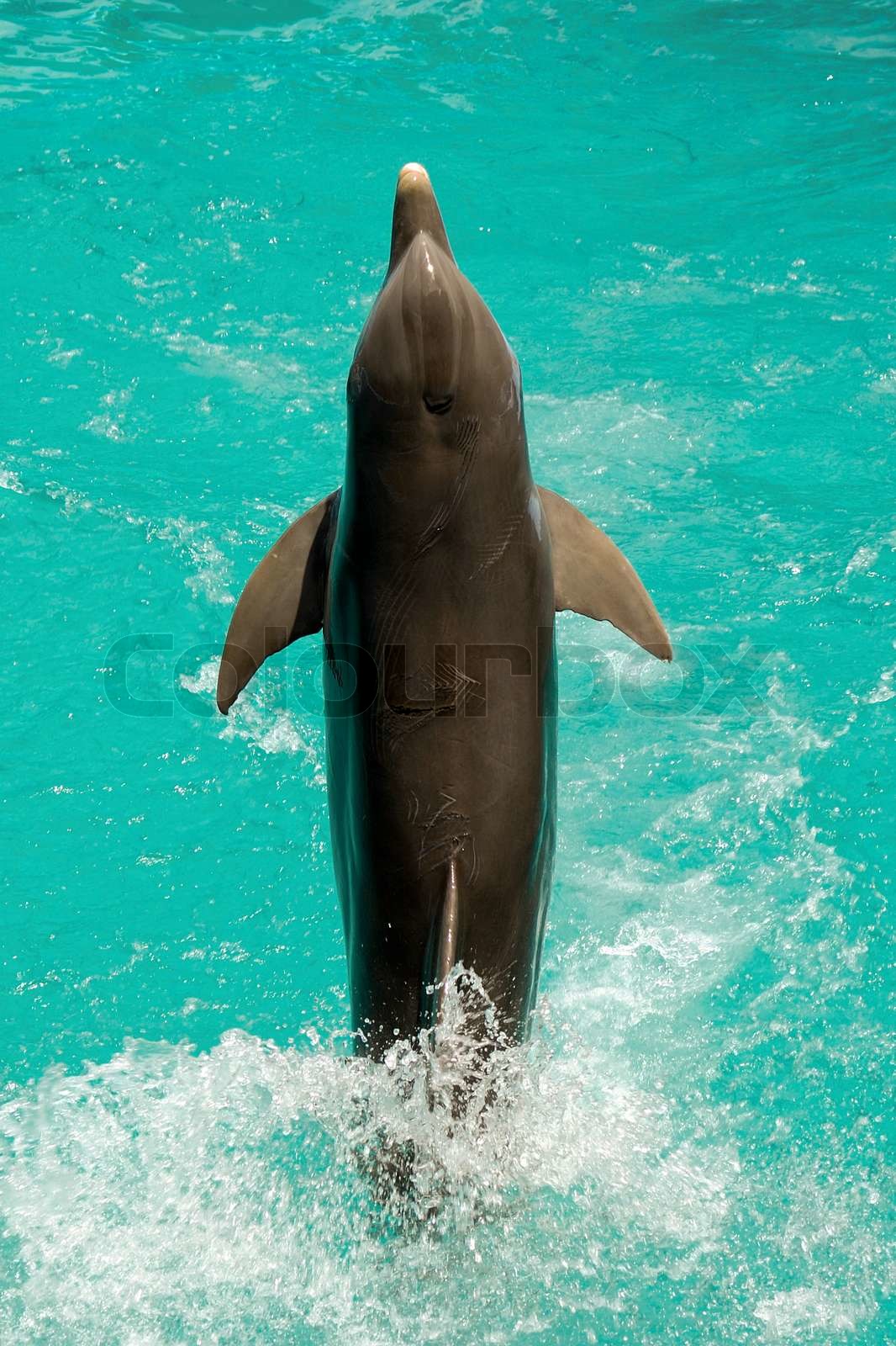 Dolphin jumping out of the water making water splash | Stock image ...