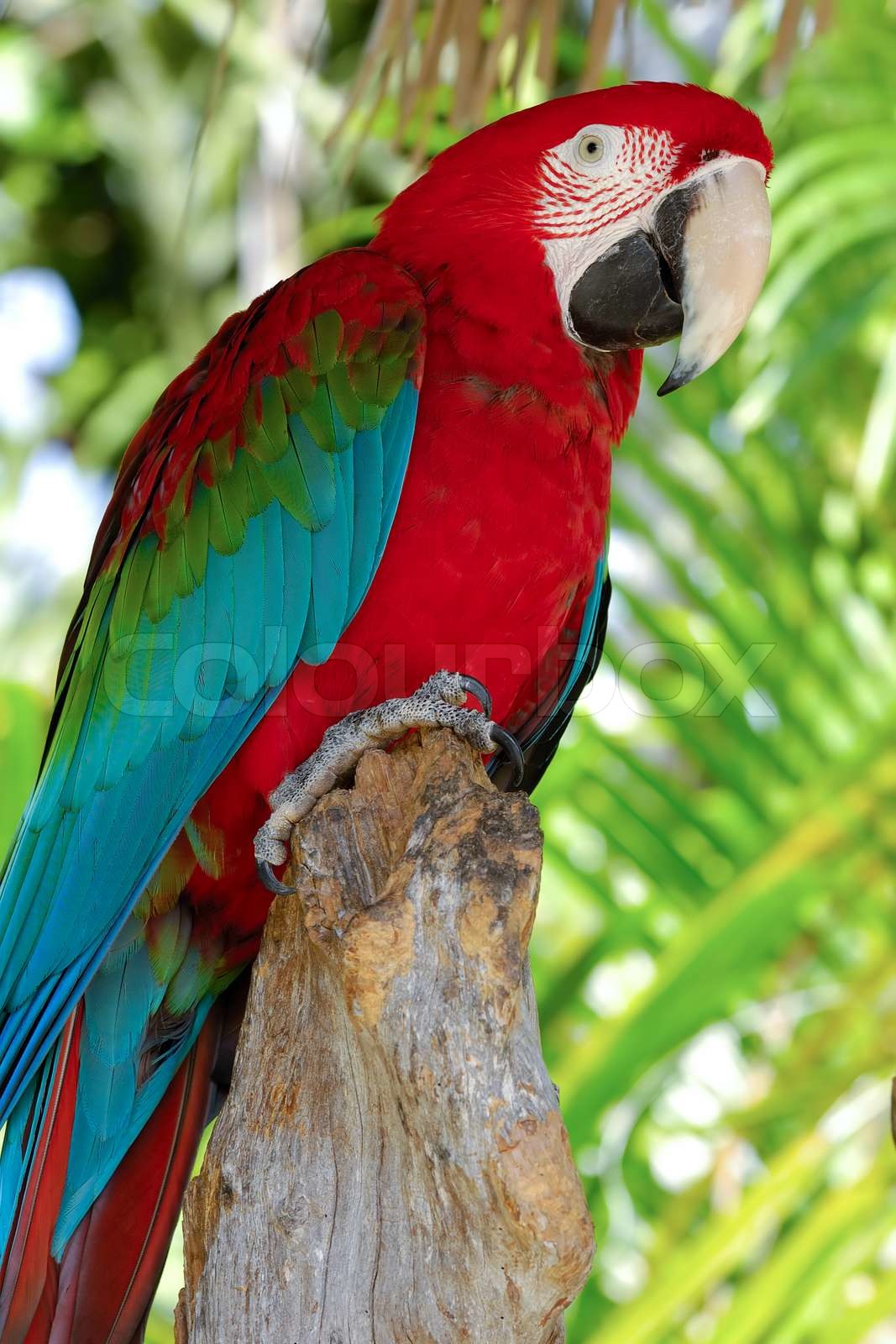 Parrot is posing. | Stock image | Colourbox