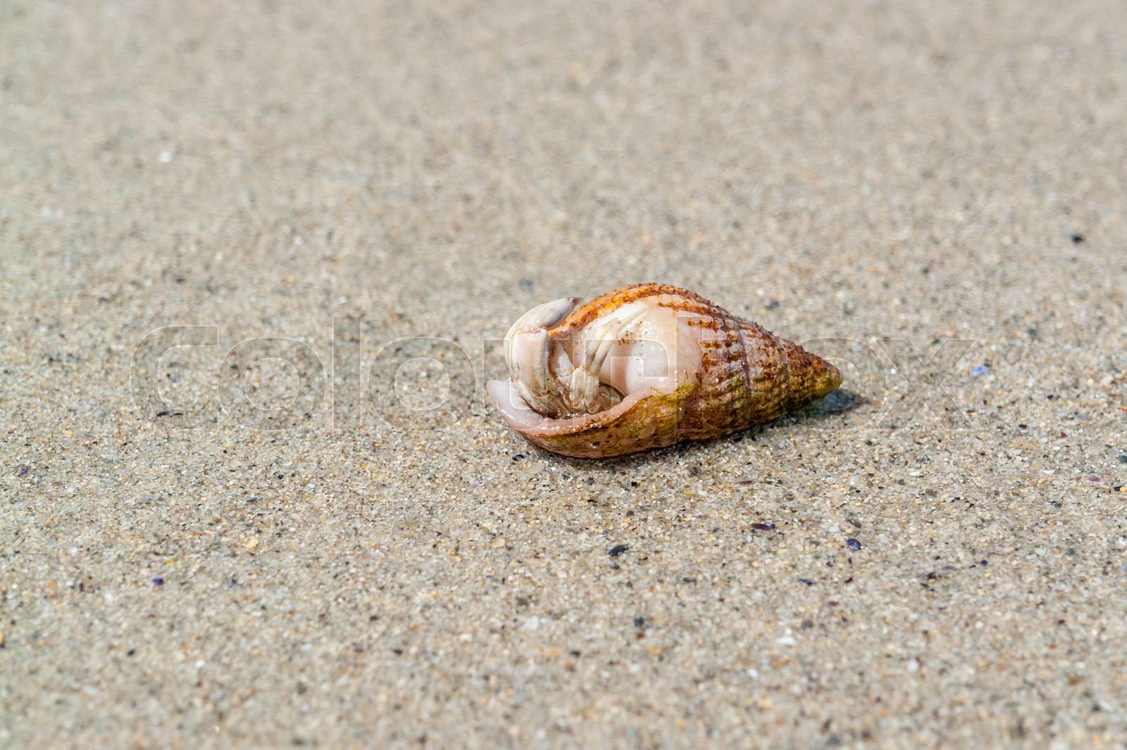 hermit crab with snail shell | Stock image | Colourbox