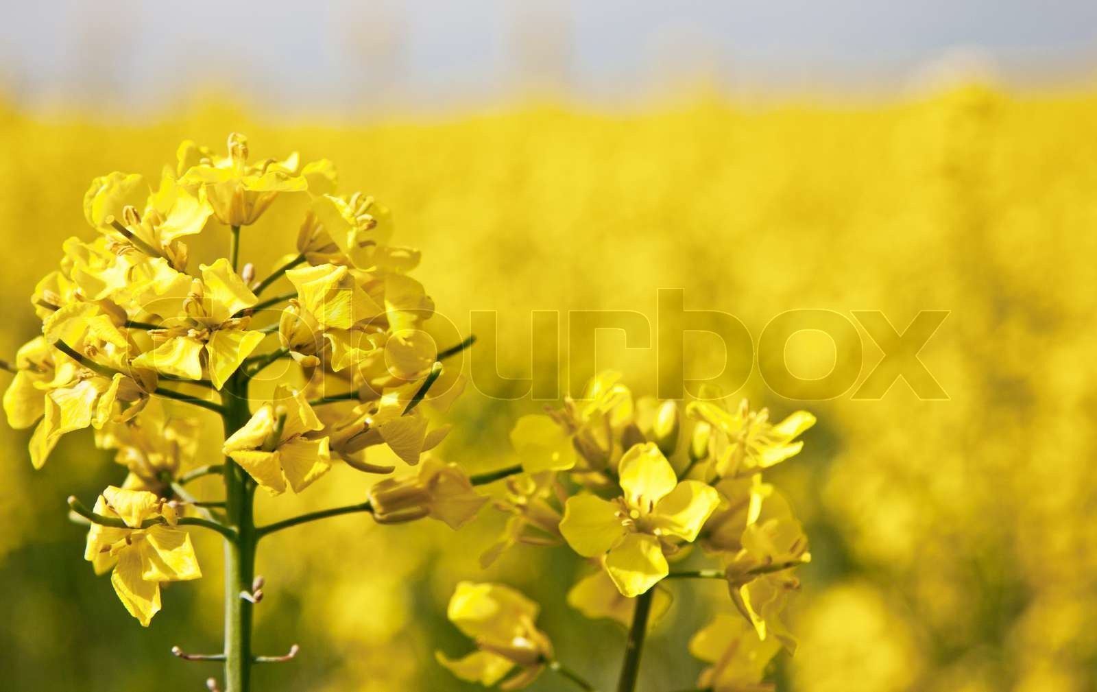 yellow mustard field | Stock image | Colourbox