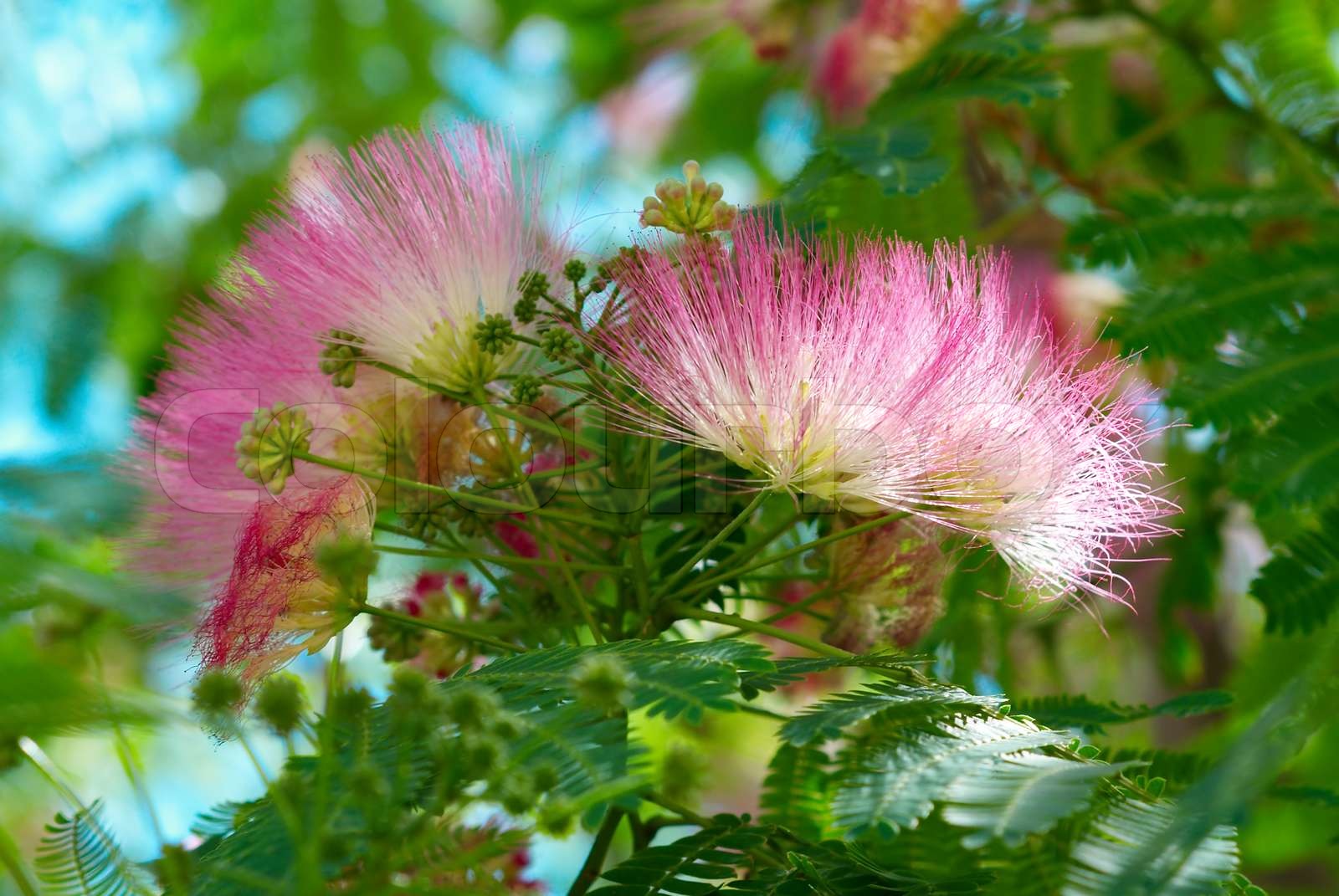 Blumen der Akazie (Albizzia julibrissin ). | Stock Bild | Colourbox