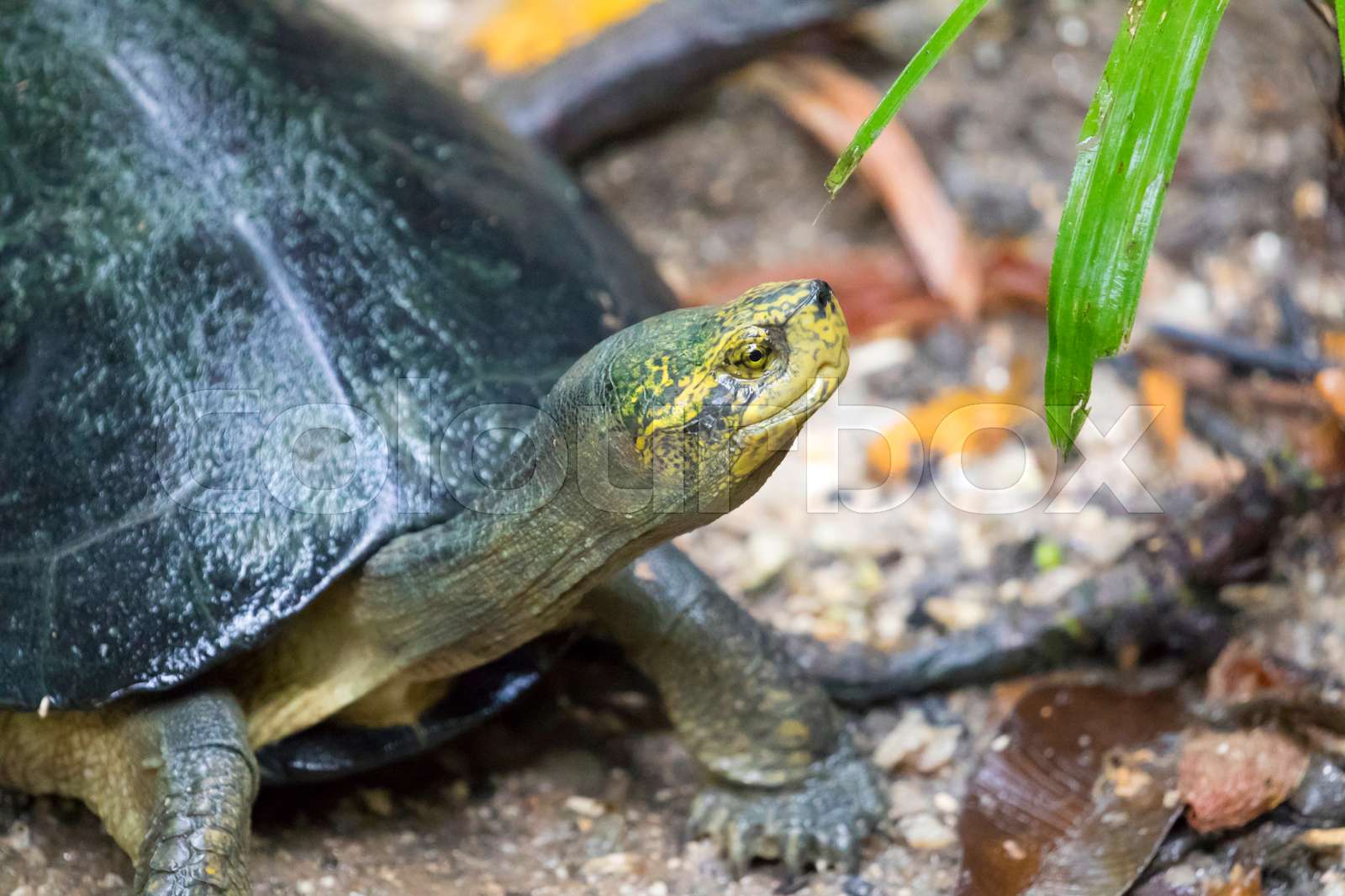 Image of an eastern chicken turtle in thailand | Stock image | Colourbox