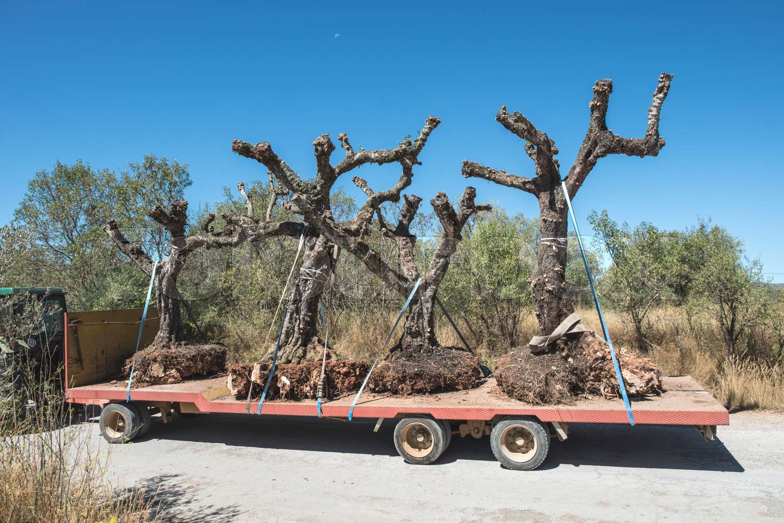 Moving tree. Transplanting | Stock image | Colourbox